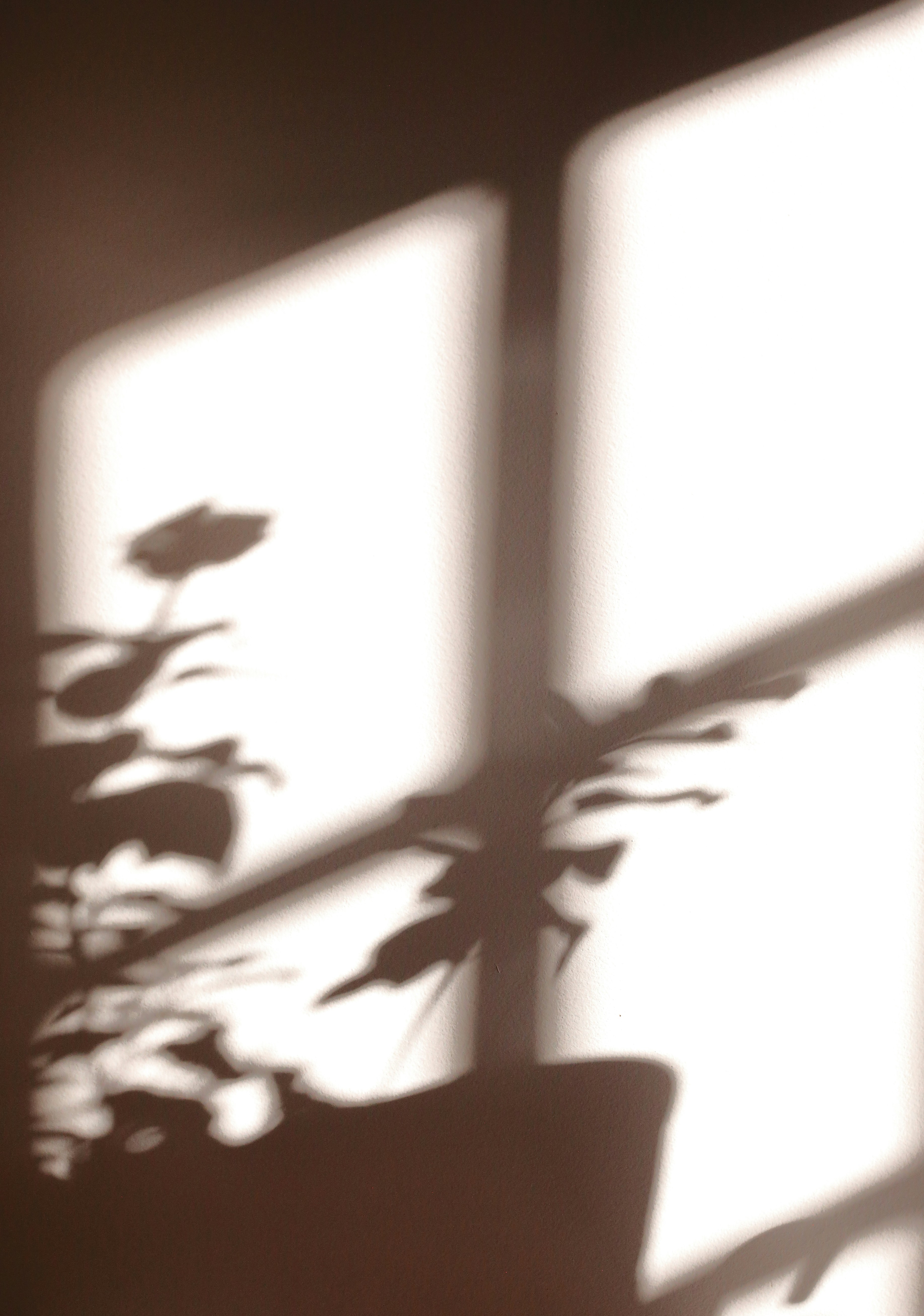 Shadowed Windowlight: Plant Silhouettes Bleed into Soft Backlit Space