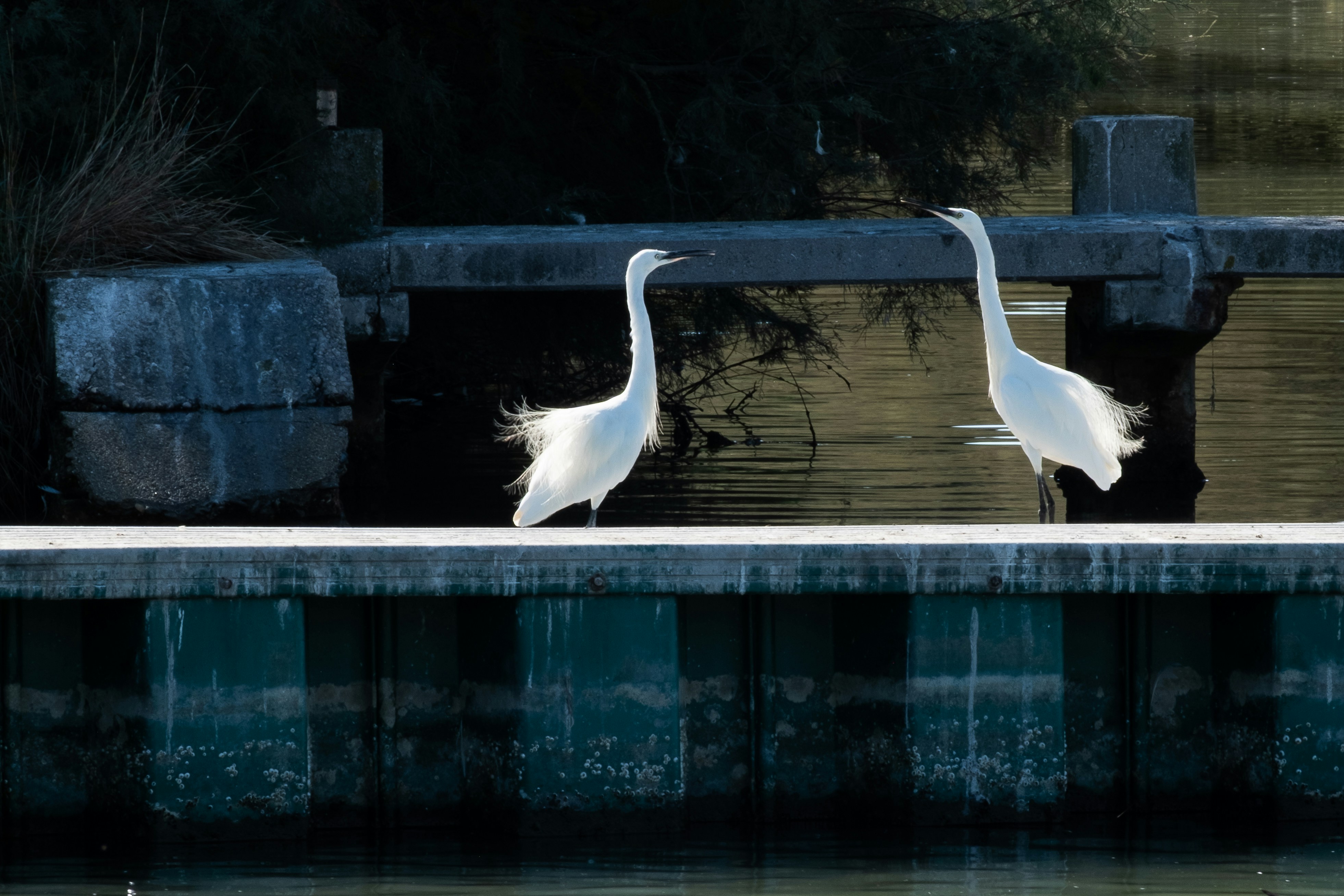 Balance on the Docks: Two Egrets in Quiet Echo