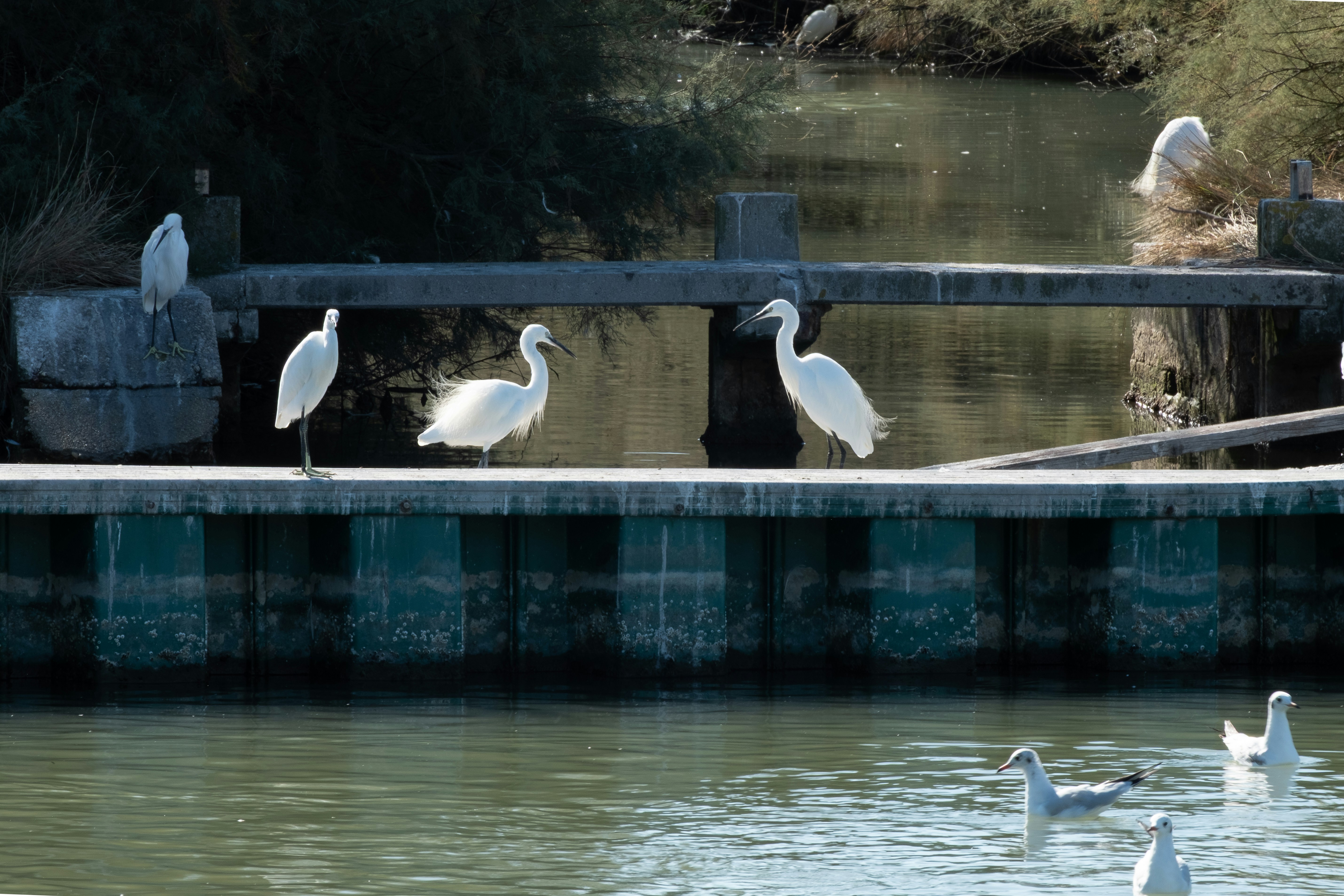 White herons perch along a sunlit wooden pier over calm water, with a few birds fluttering at the near edge and others resting in the background.