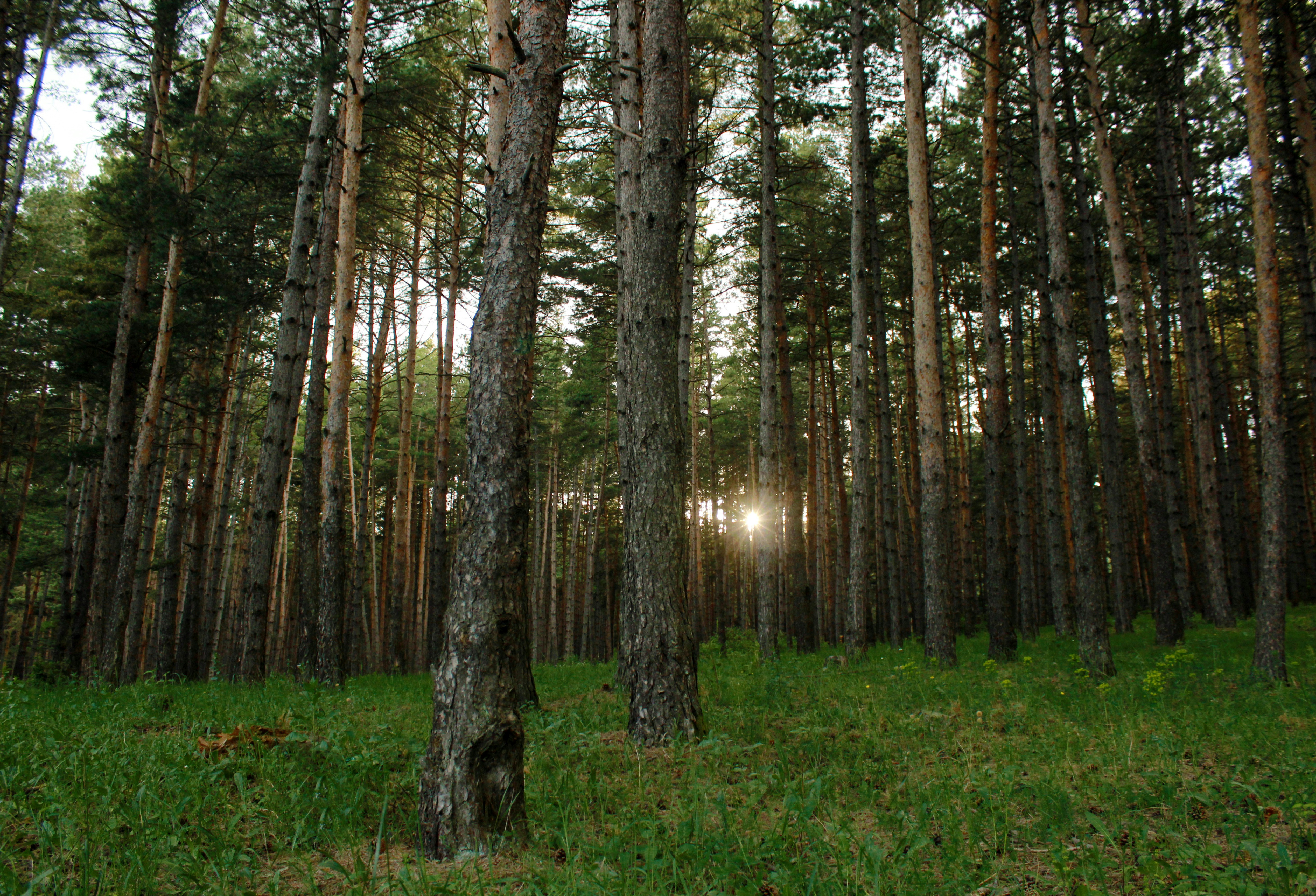 Sunlight filters through a dense pine forest onto a green, grassy floor, creating a calm, spacious clearing.
