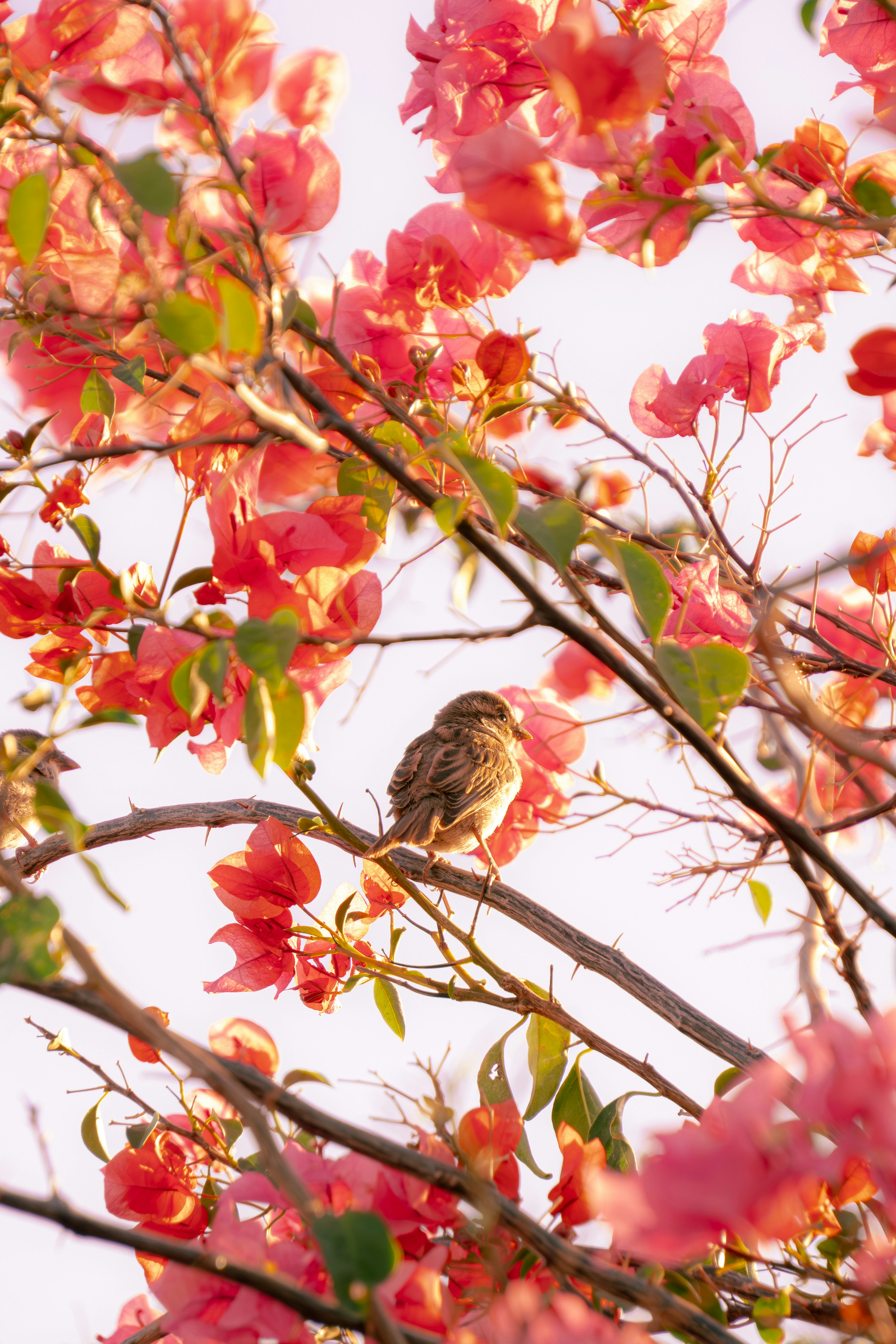 Ferruginous Song perched amid pink blossoms