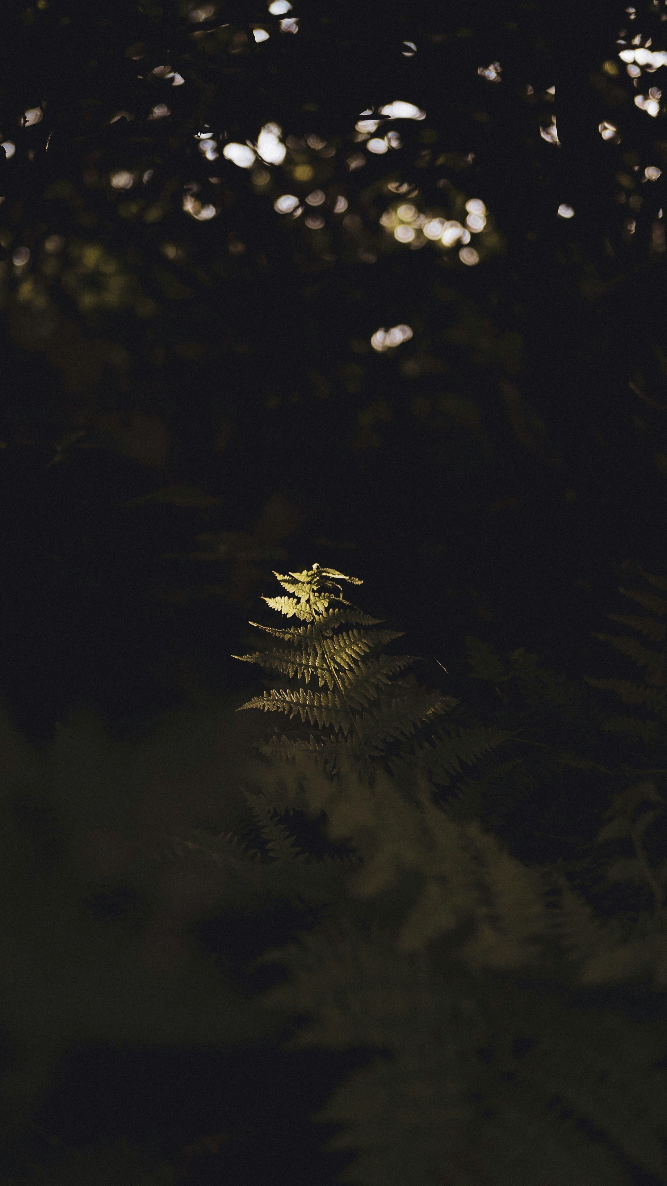 Spotlit Fern in a Shadowed Understory