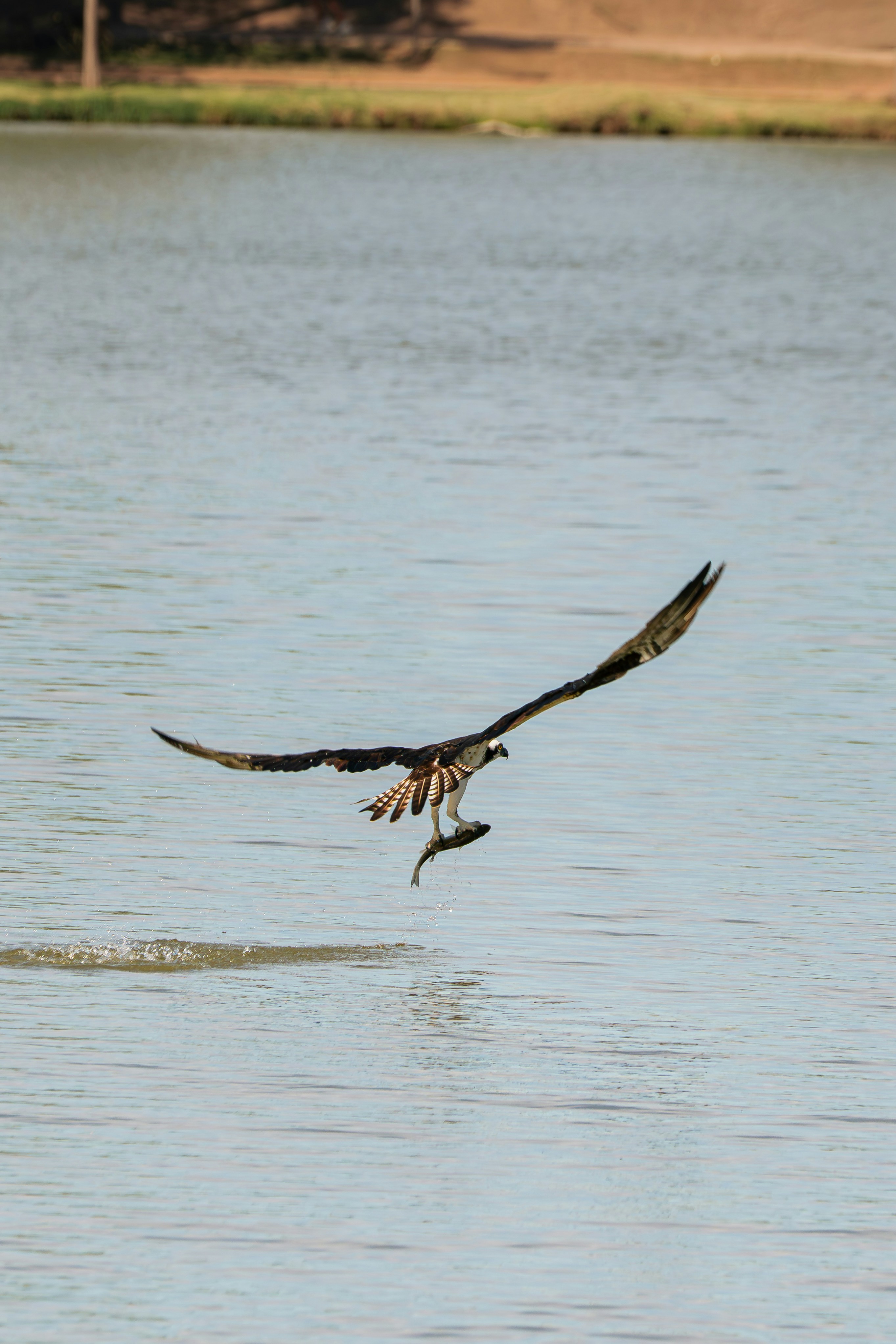 Hawk in the Moment: Mid-Gleam Catch over Quiet Water
