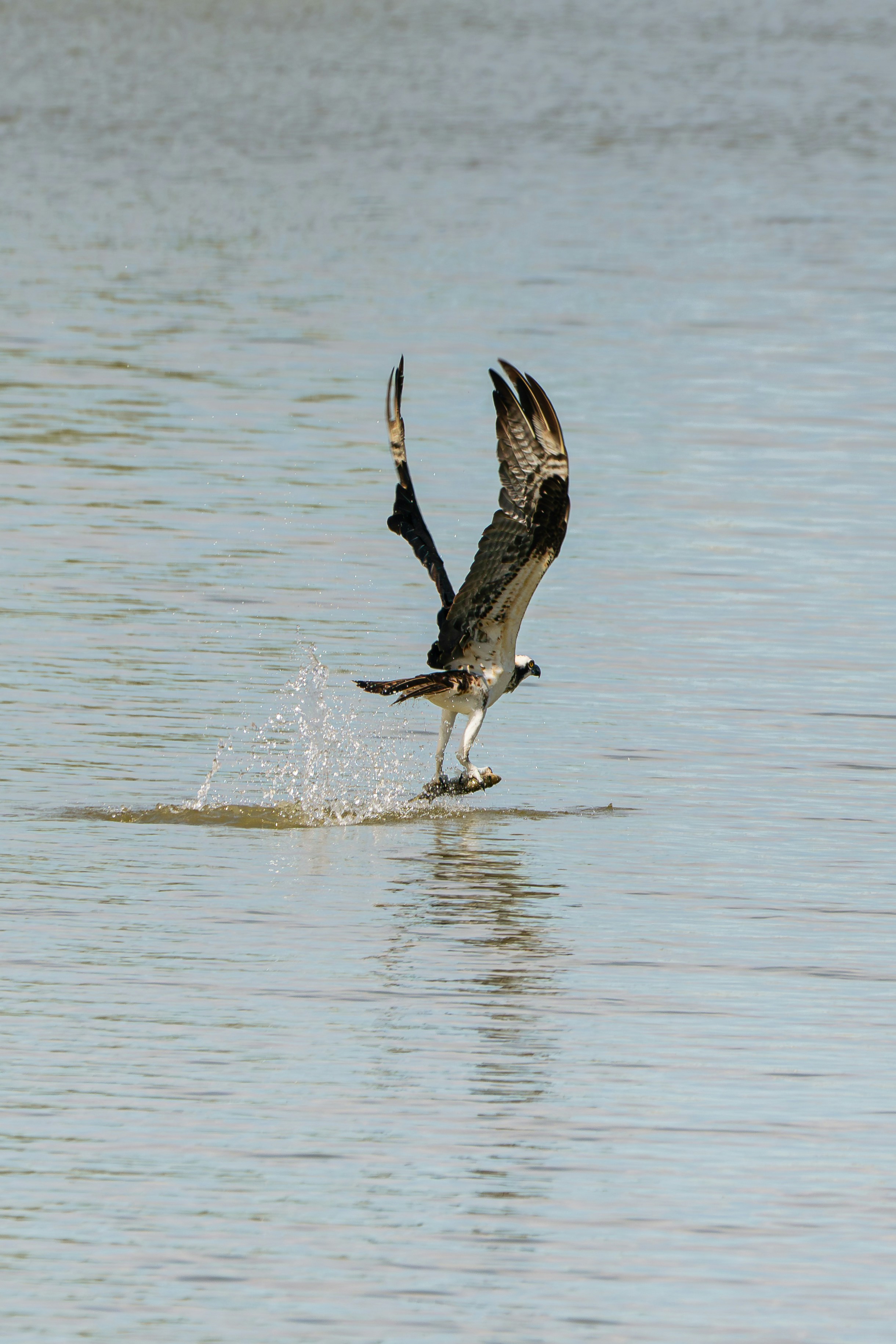 Wingbeat at the Waterline: Osprey Lift-Off