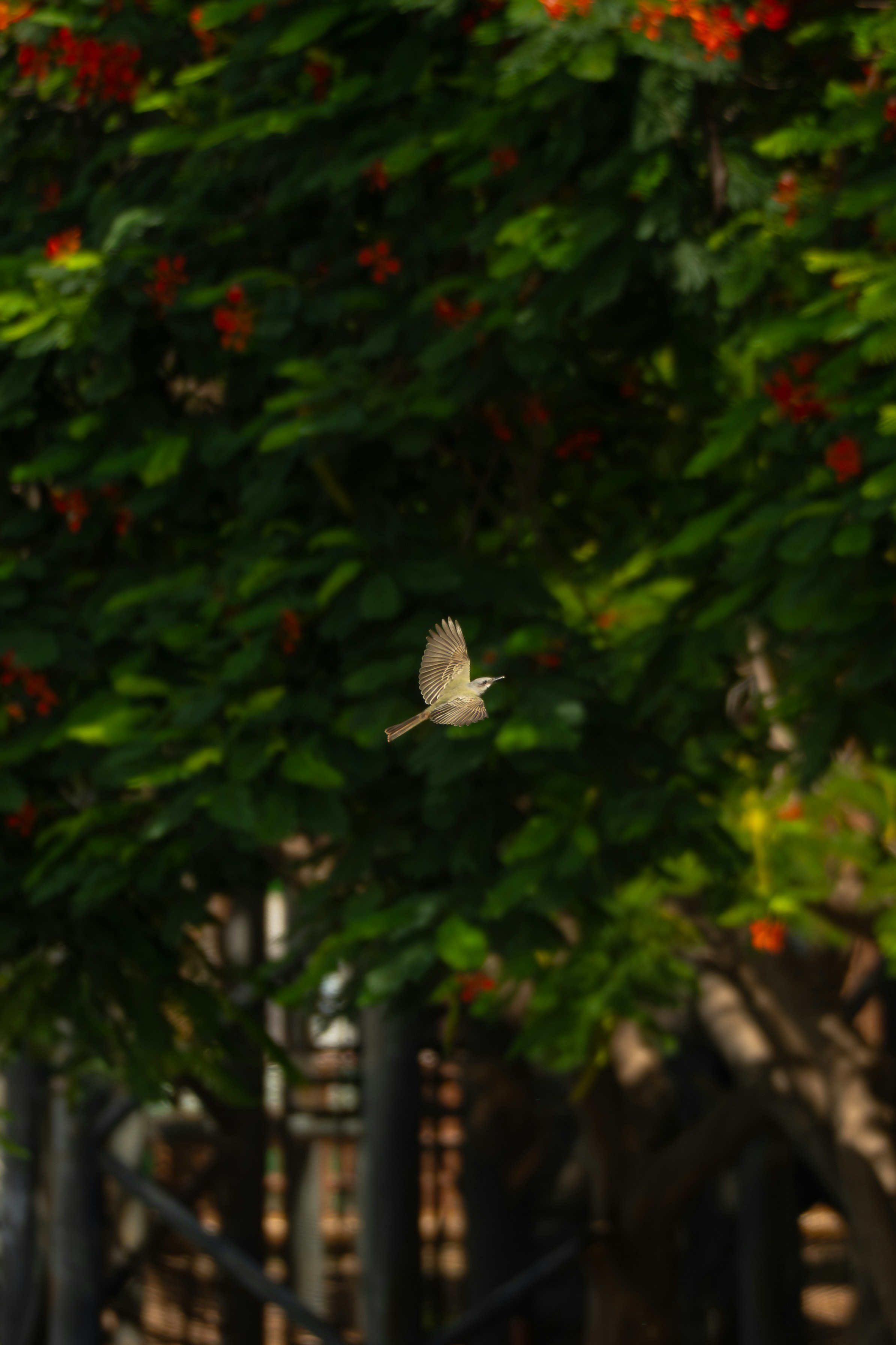 Midflight in a Green Canopy