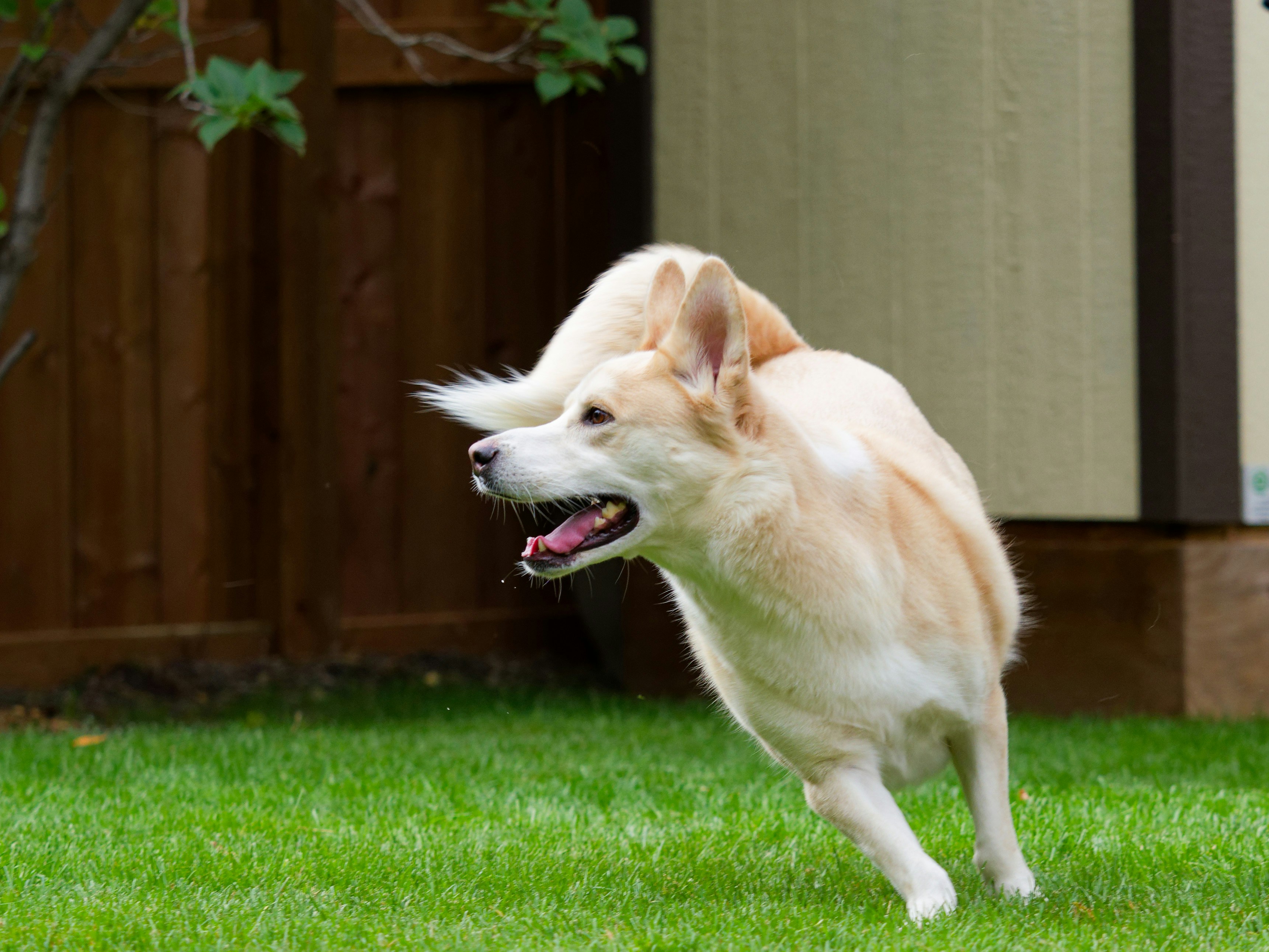 Golden Coursing in the Backyard
