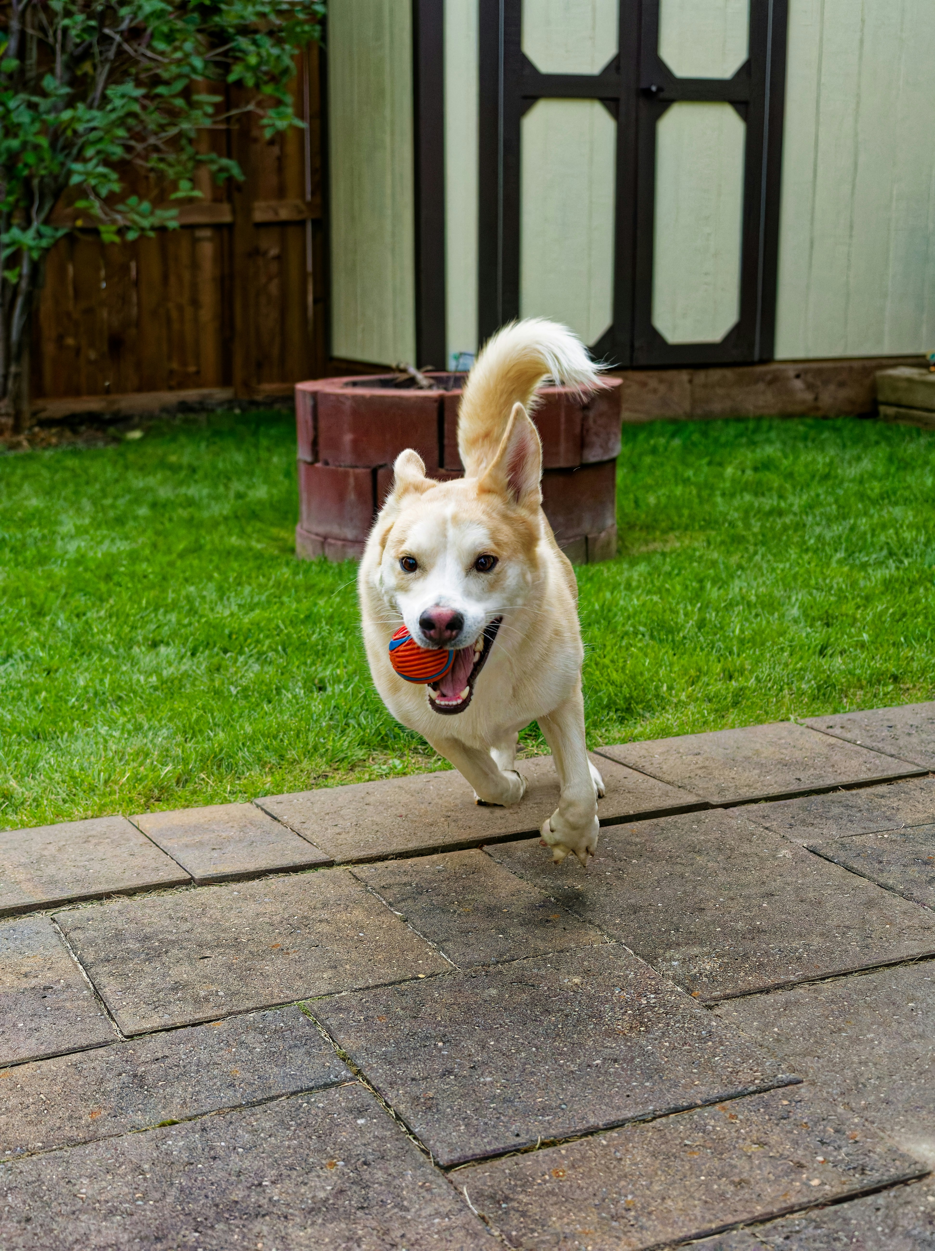 Pouncing Pup with a Plush Ball in a Sunny Backyard