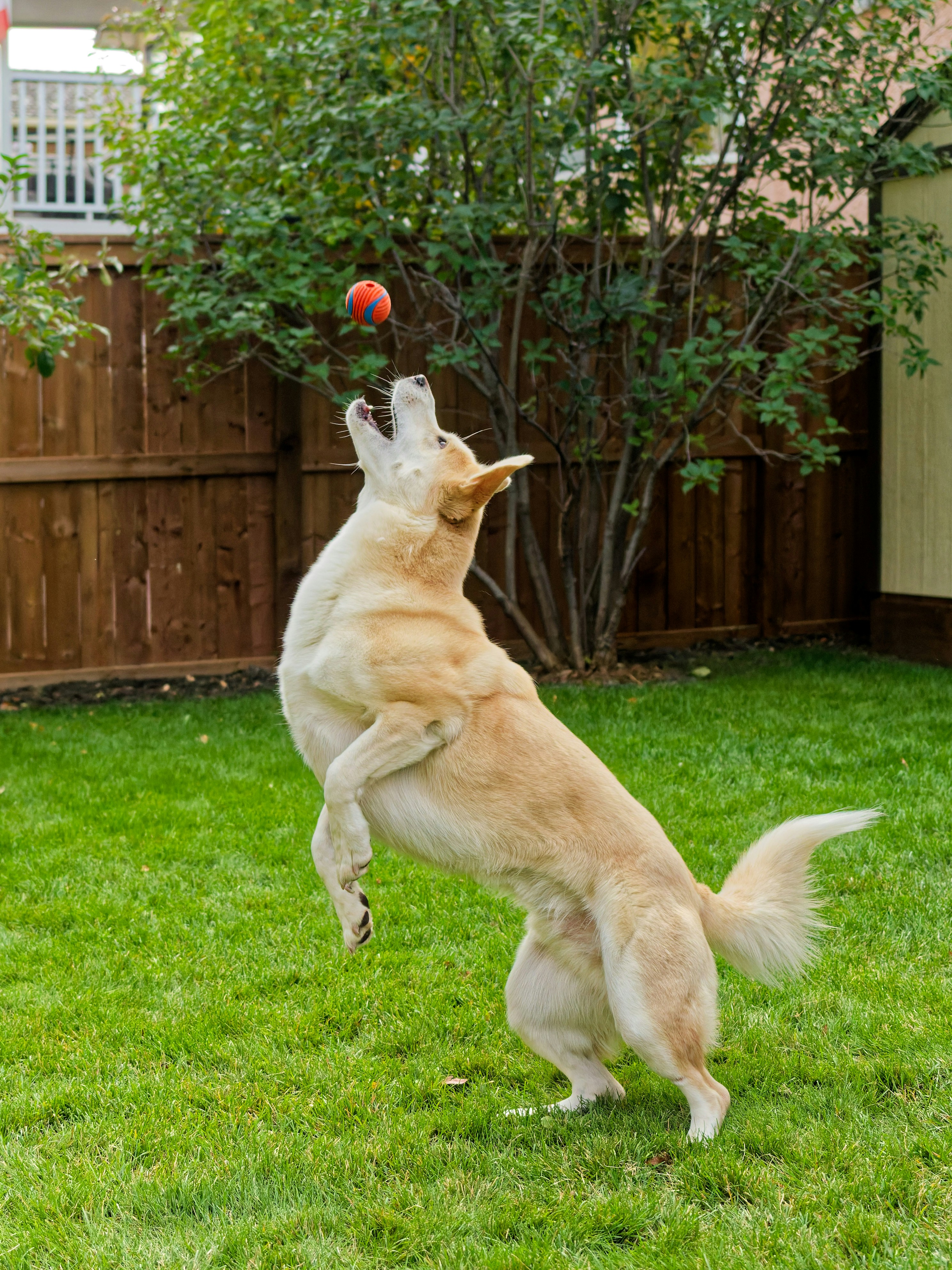 Leap of the Ball: A Corgi Reaches for a Floating Toy