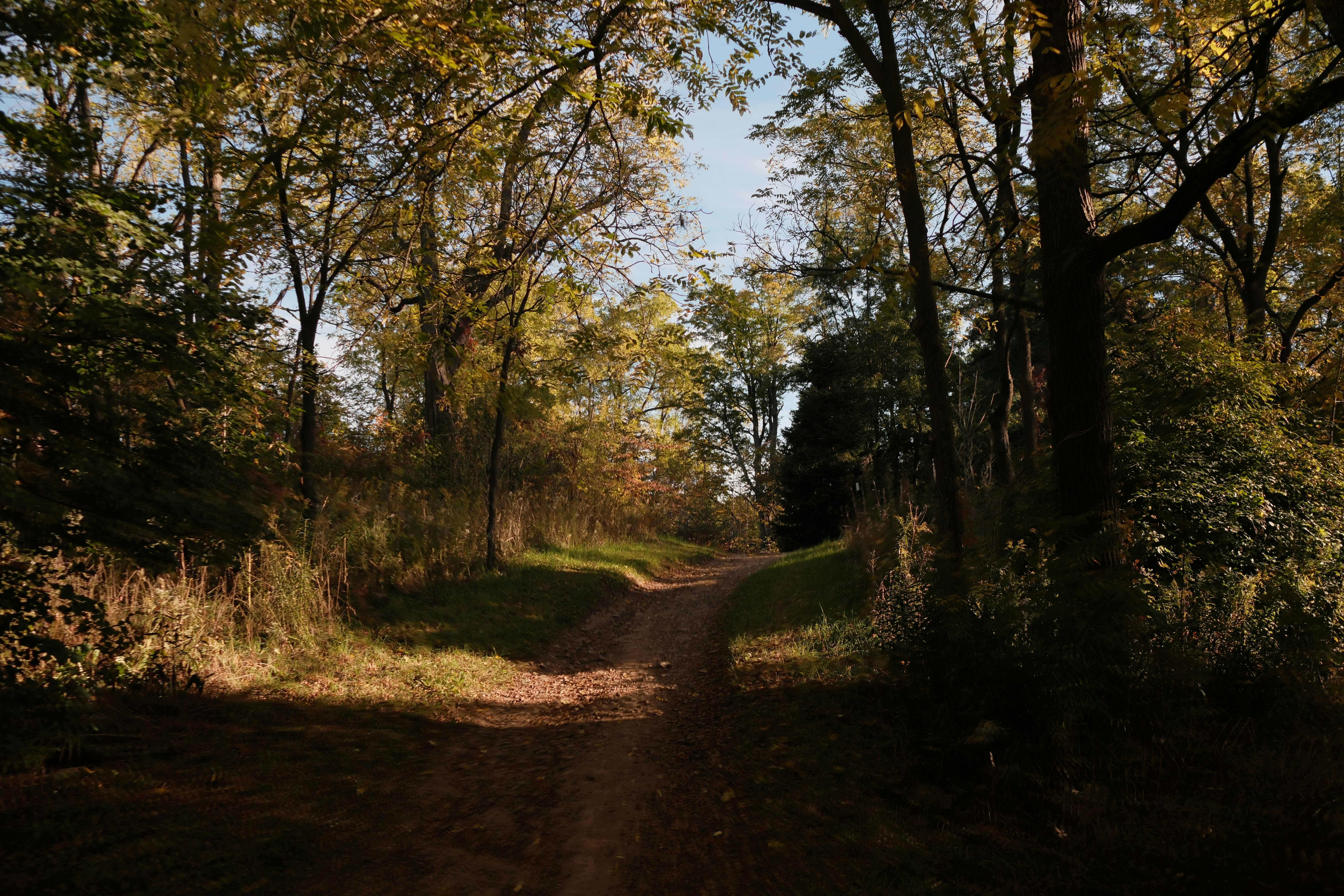 Sunlit Path Through Quiet Woods