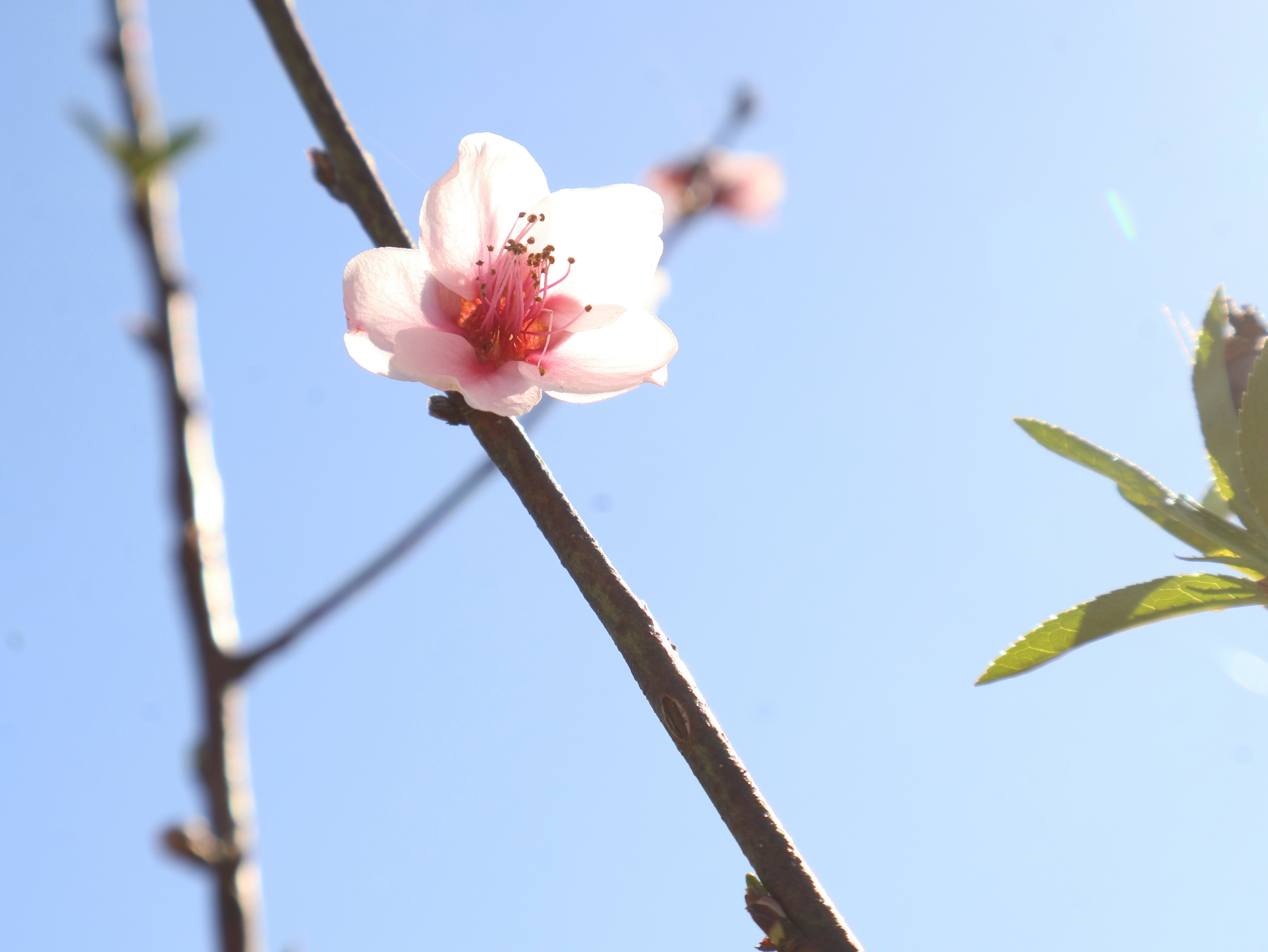 Single Pink Blossom Against Blue Sky