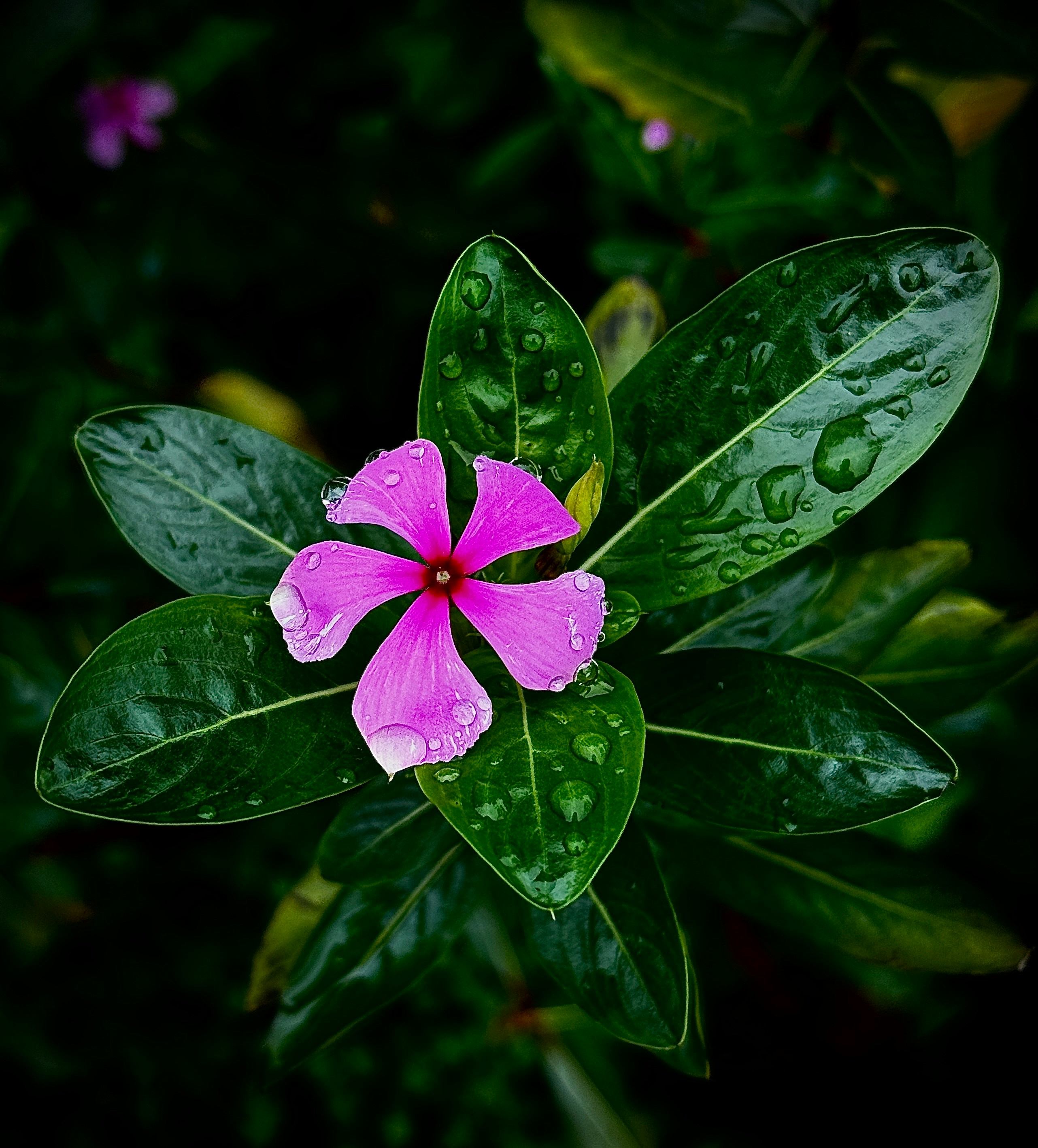 Magenta Bloom at the Center of Verdant Dew