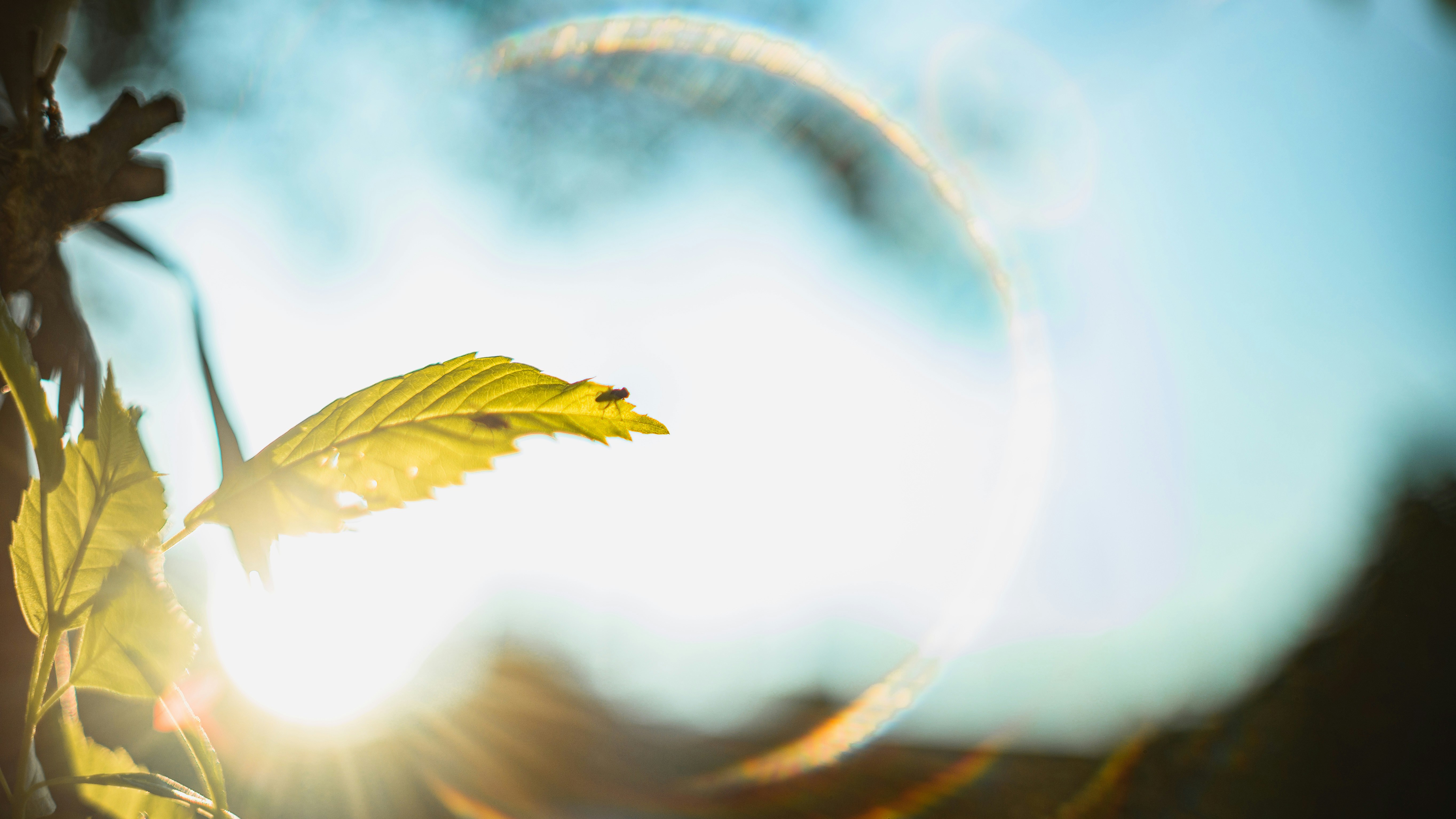 Sunlit Leaf in a Halo: A Gentle Lensflare Portrait of Nature