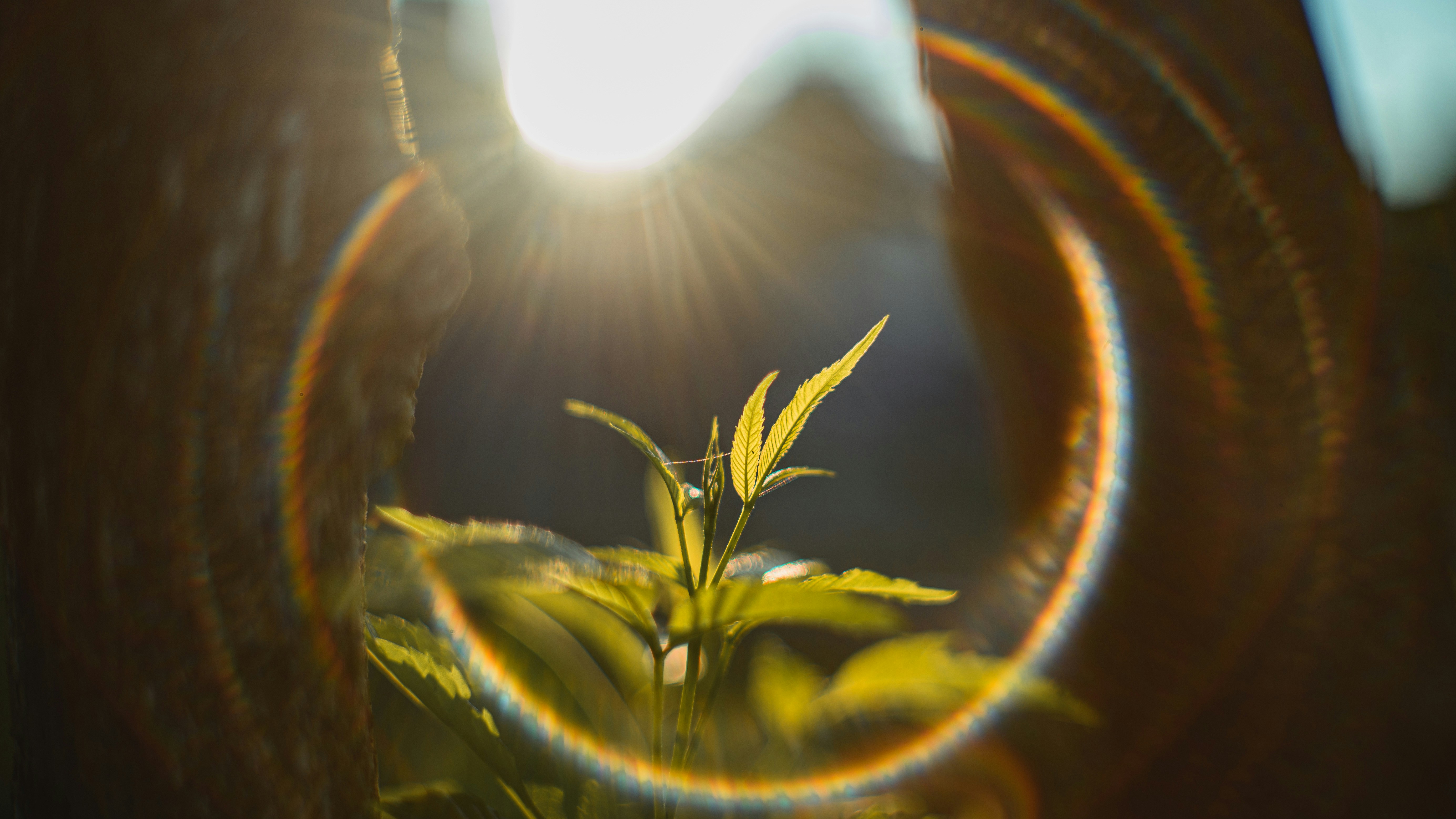 Circle of Light Embrace: Young Sprout Reaching Through Orbs