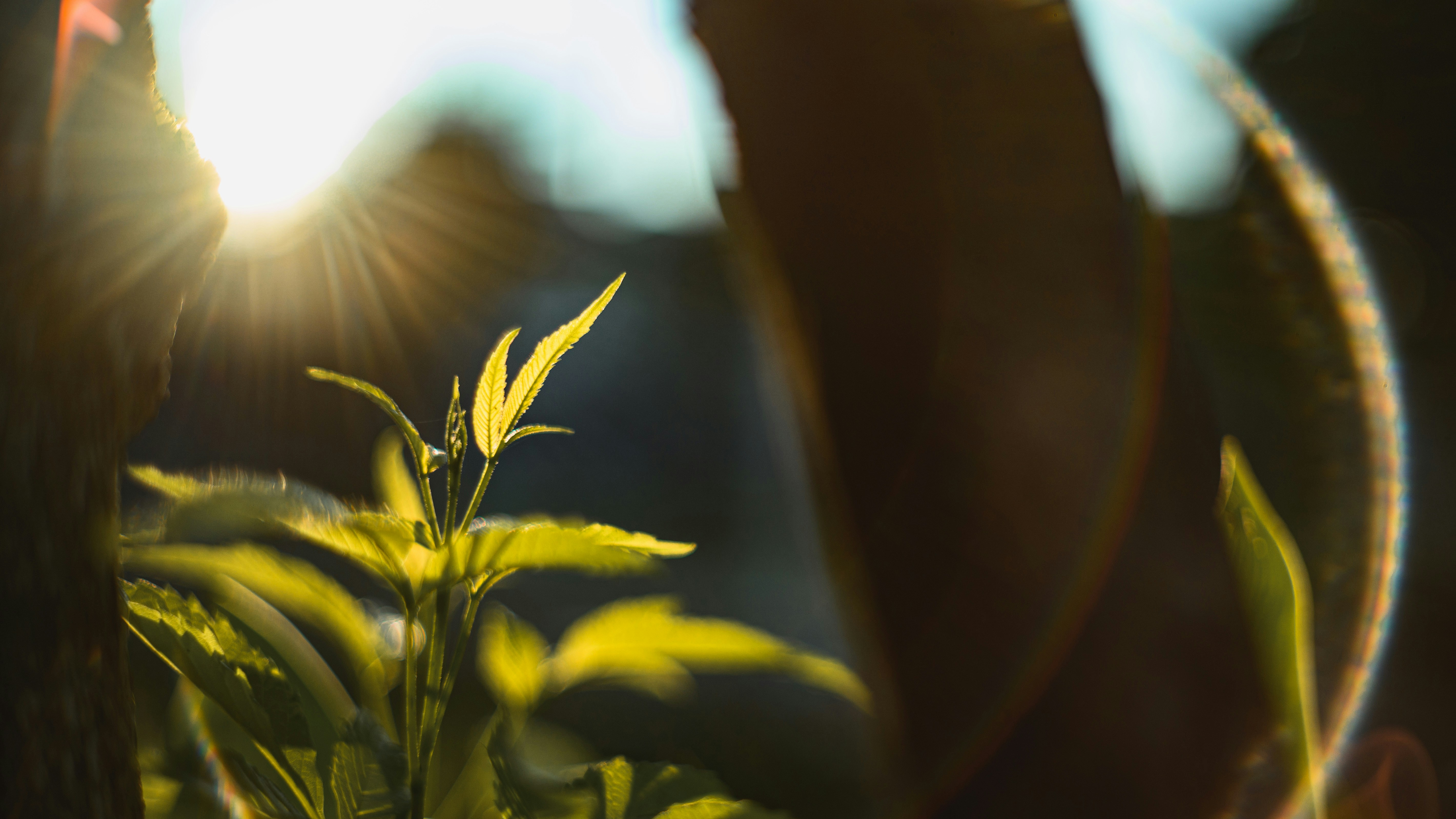 Backlit Sprout in a Quiet Morning Grove