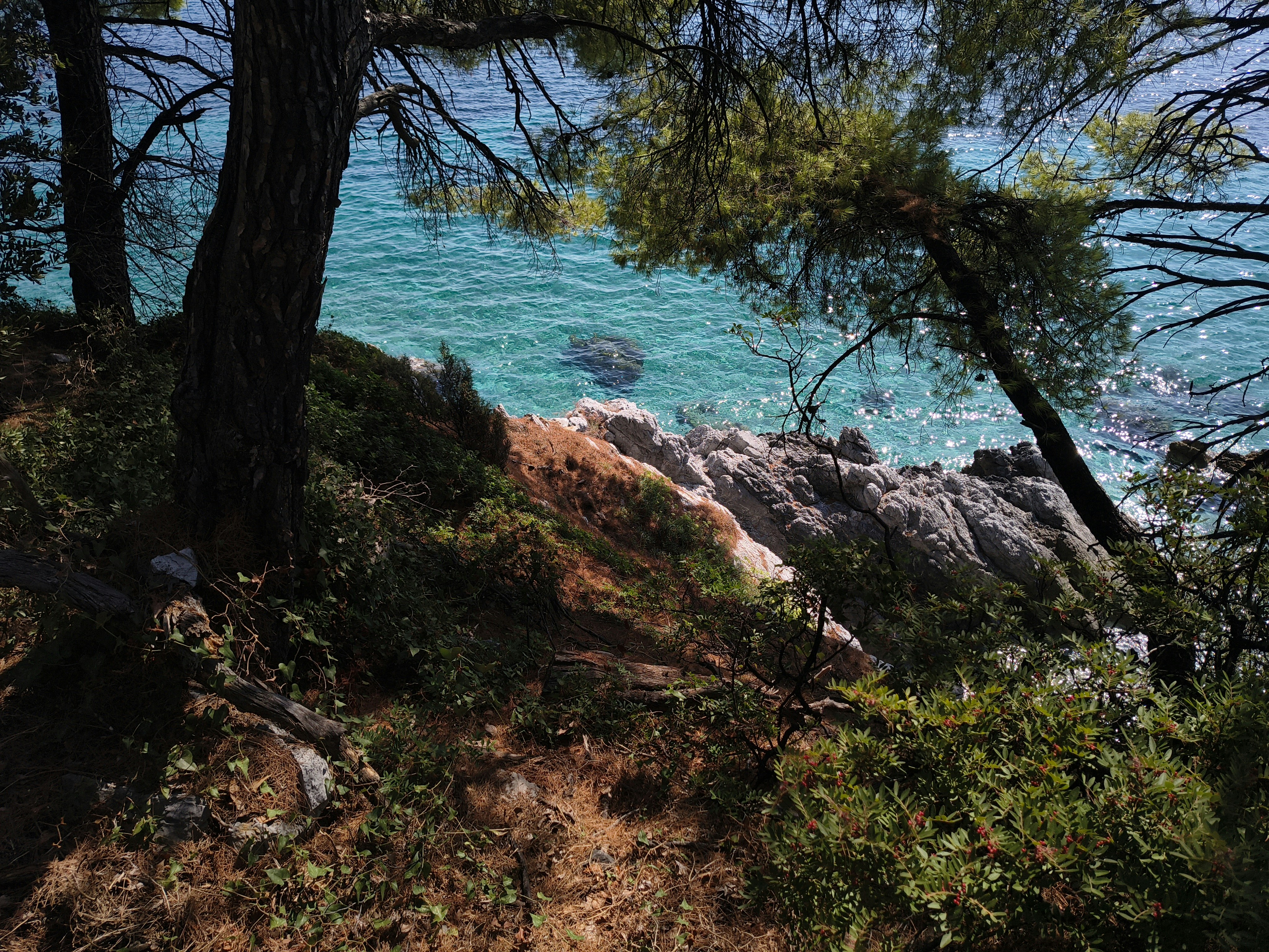 Cove of Quiet Light: Sea, Stone and Pine