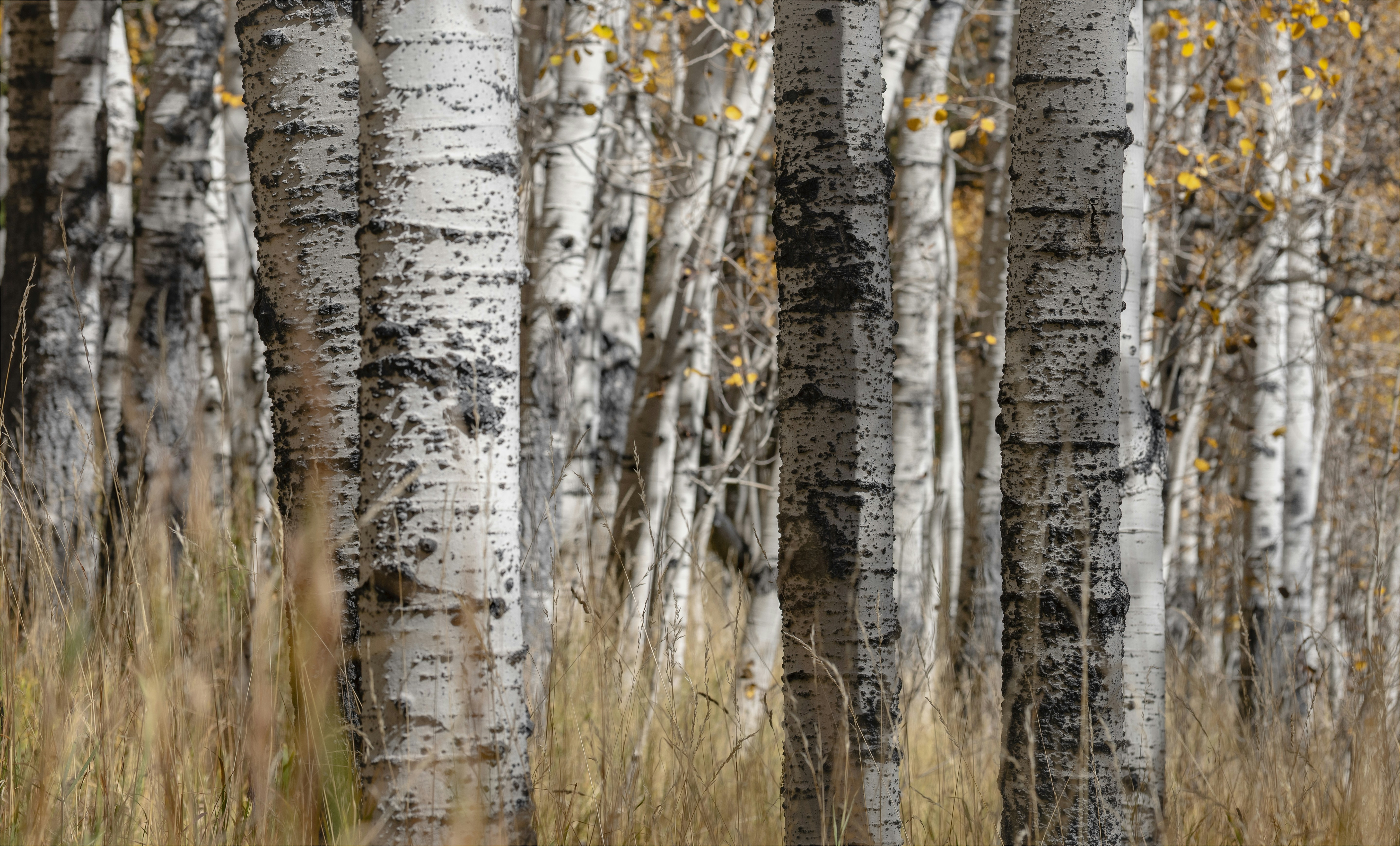 Silver Trunk Choir: Aspen Trees in Autumn Light