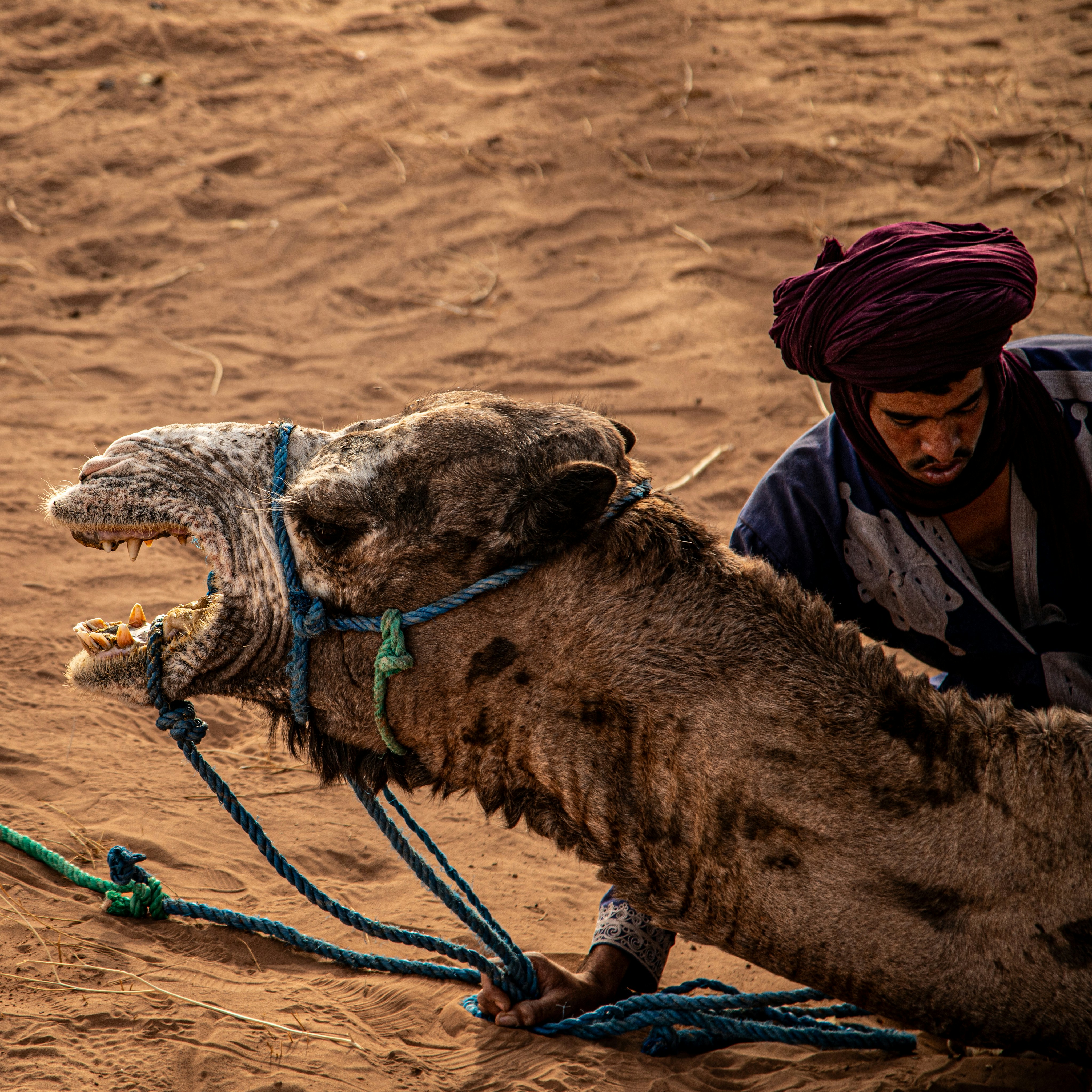 Duel in the Dunes: Camel and Handler in a Dusty Standoff