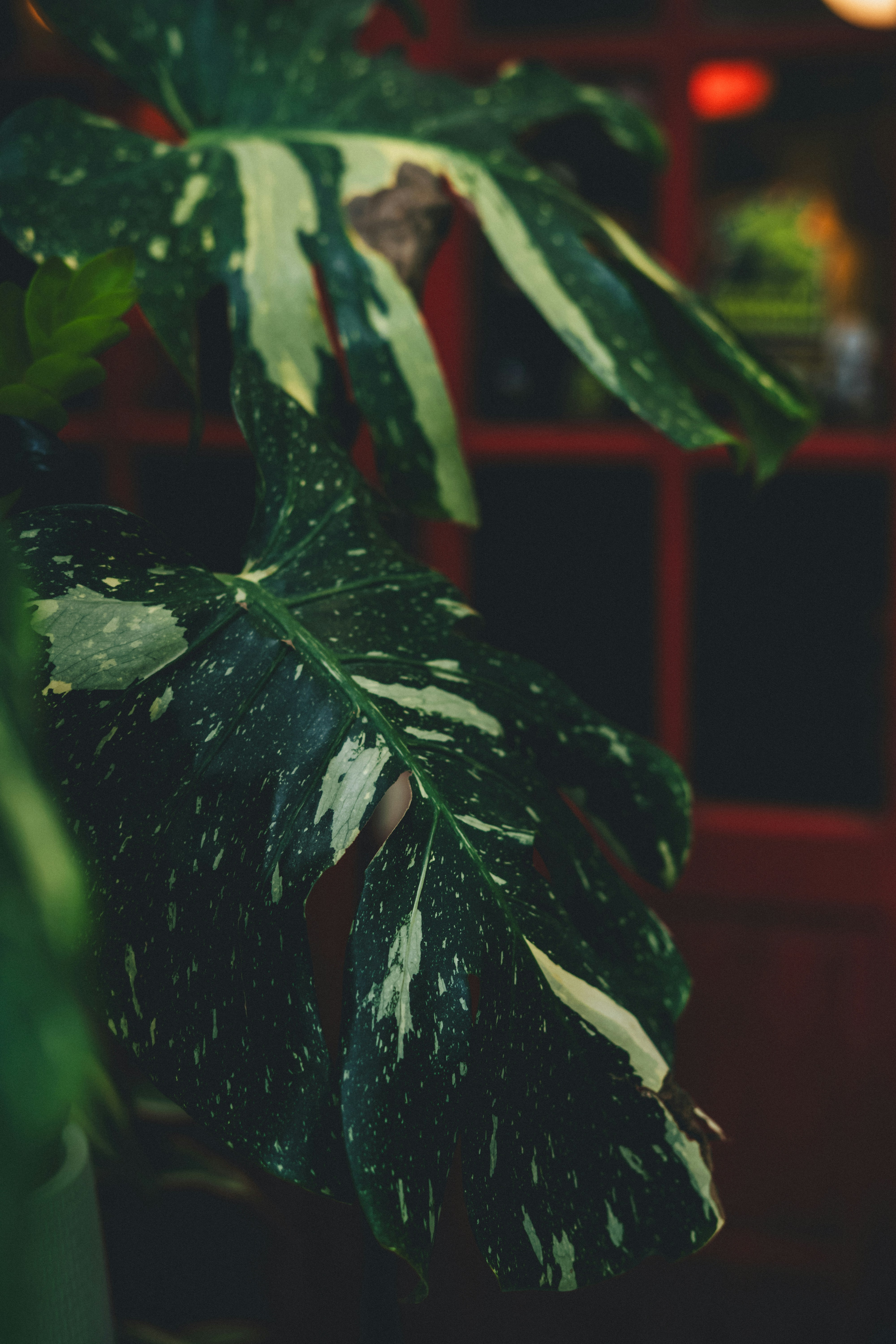 Variegated Leaves in Deep Evening Glow