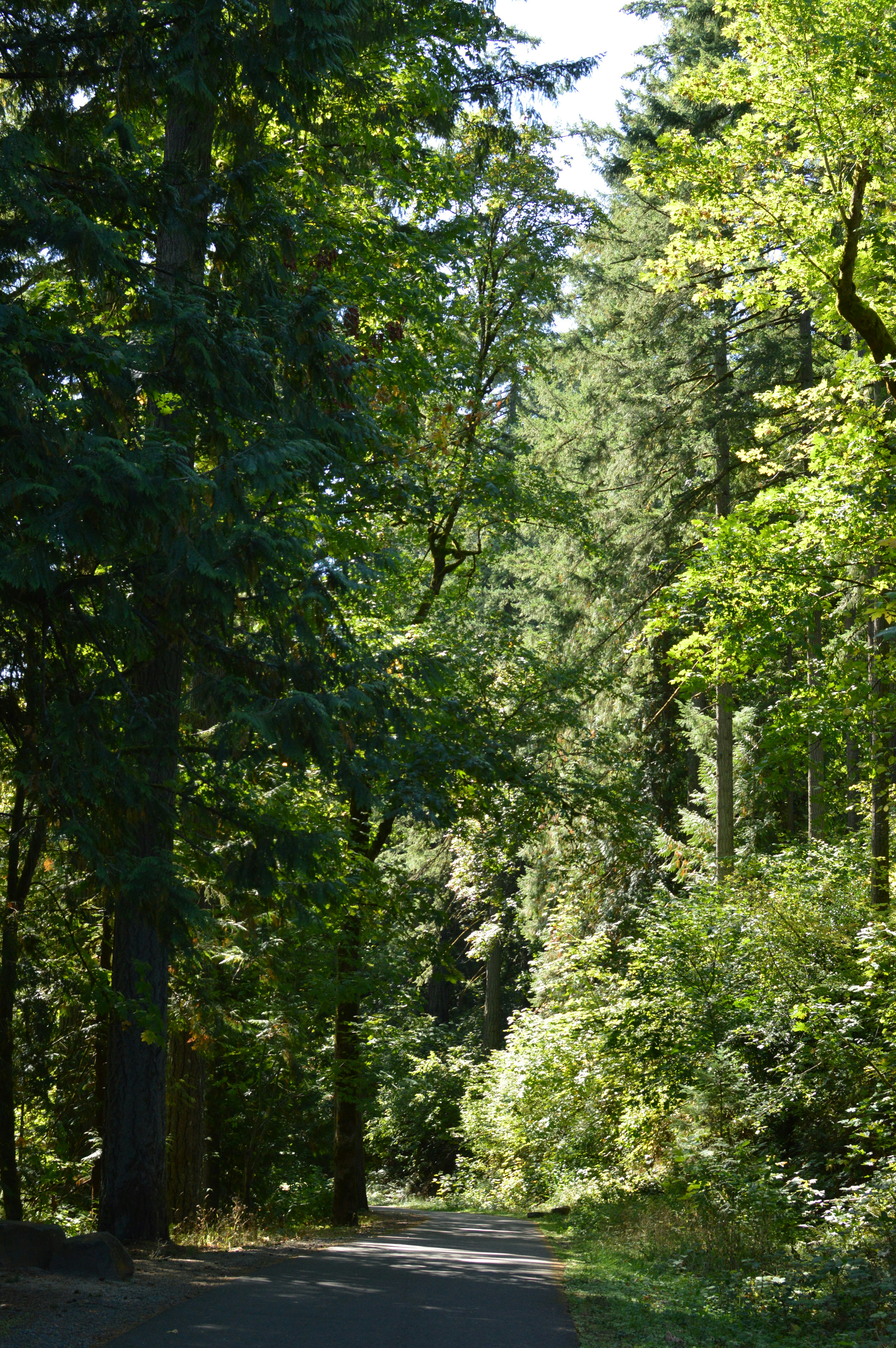 Sunlit Forest Lane: A Quiet Path Woven Through Tall Pines
