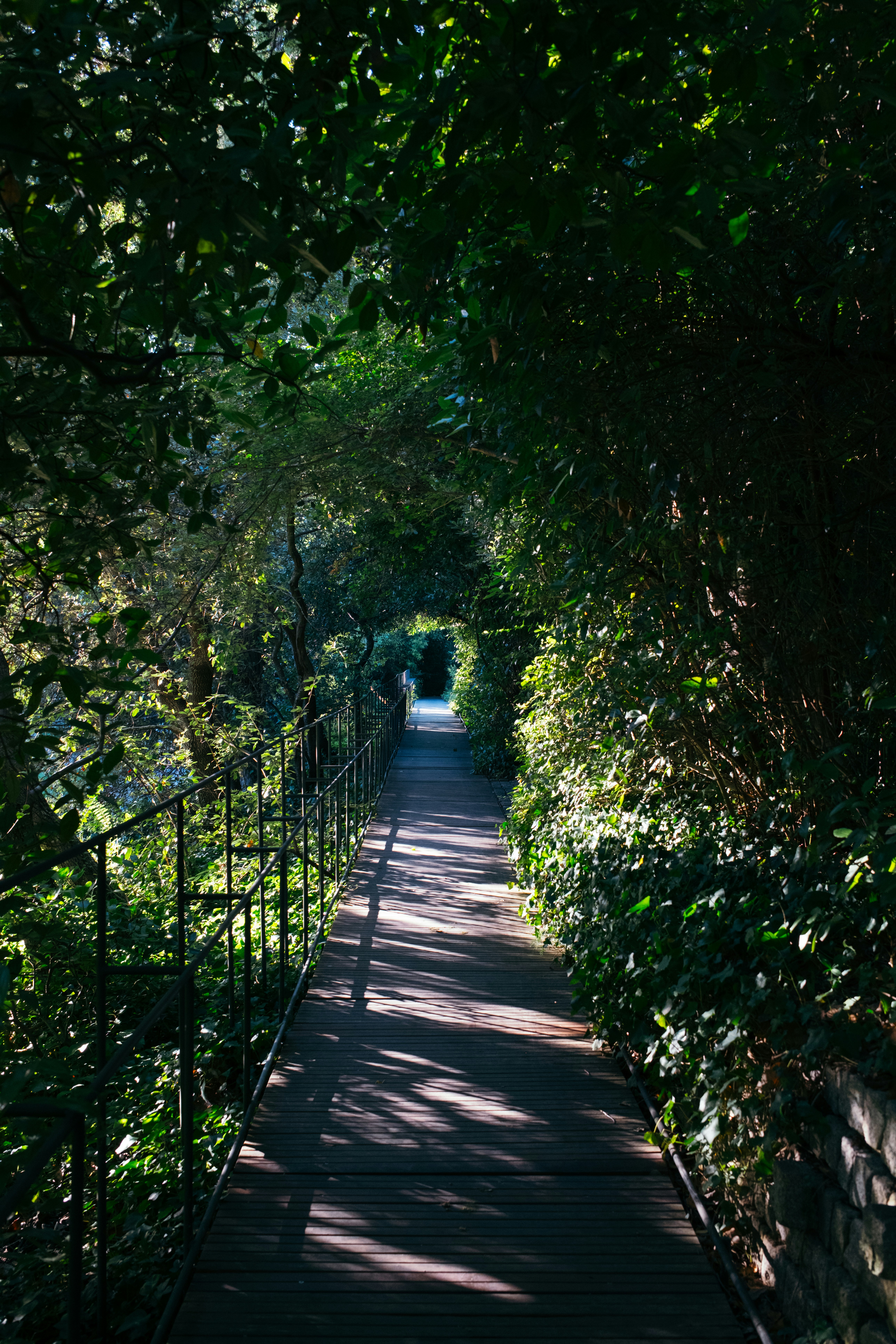 Verdant Corridor: Sunlit Path through an Arched Green Tunnel