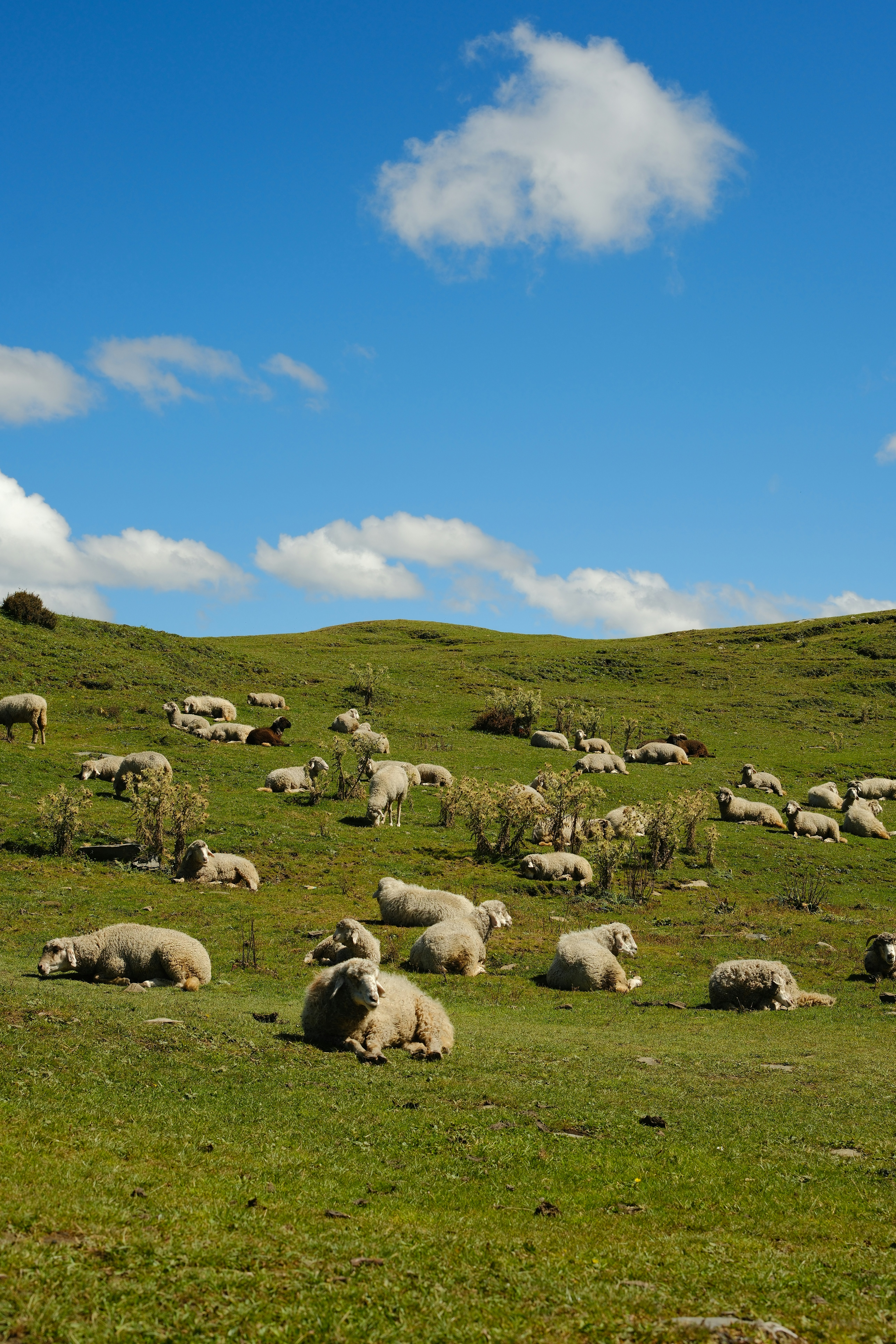 Pasture of Quiet Sheep under a Vast Blue Sky