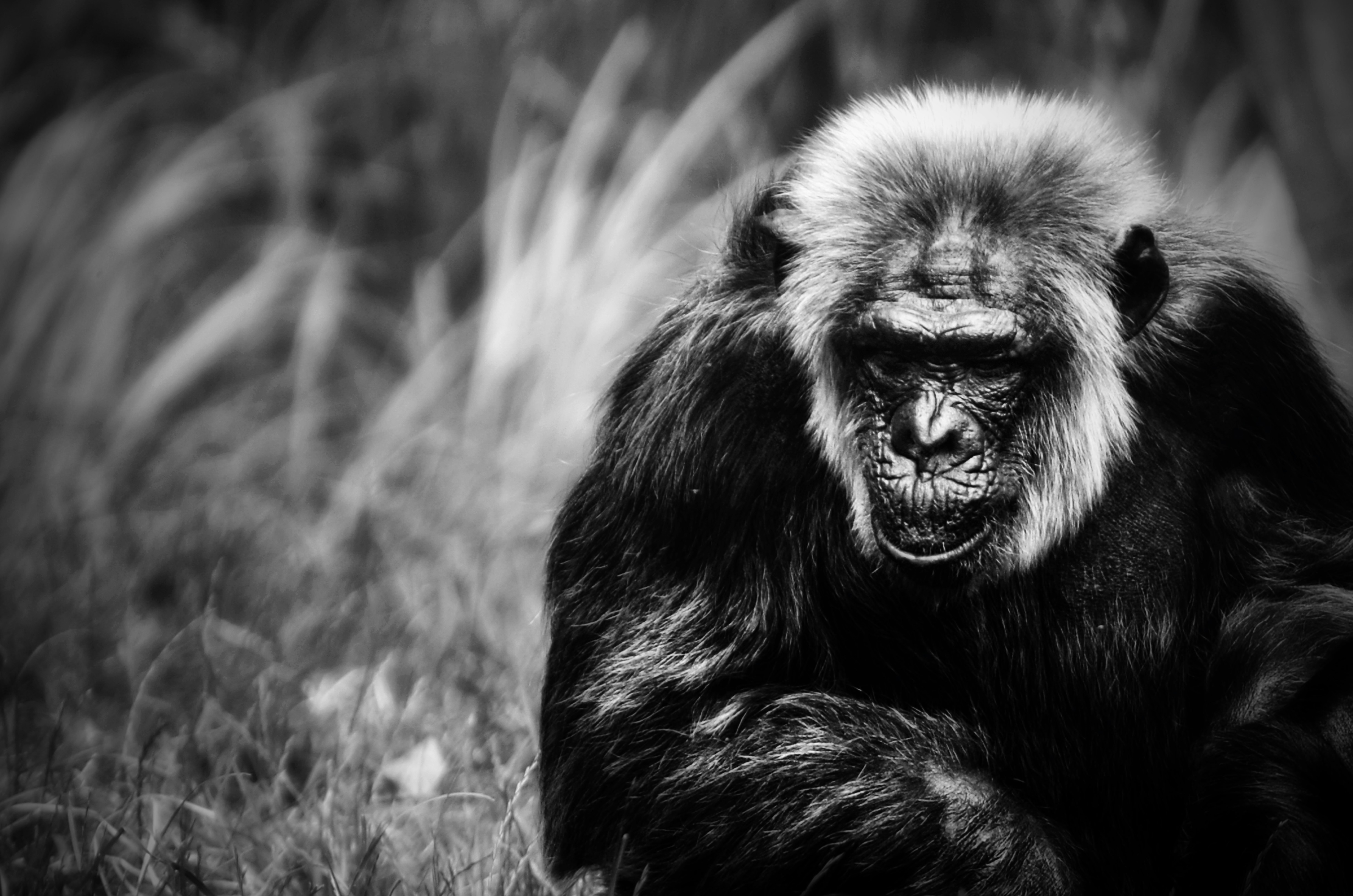 Grimacing Gaze: A solitary chimp in grayscale