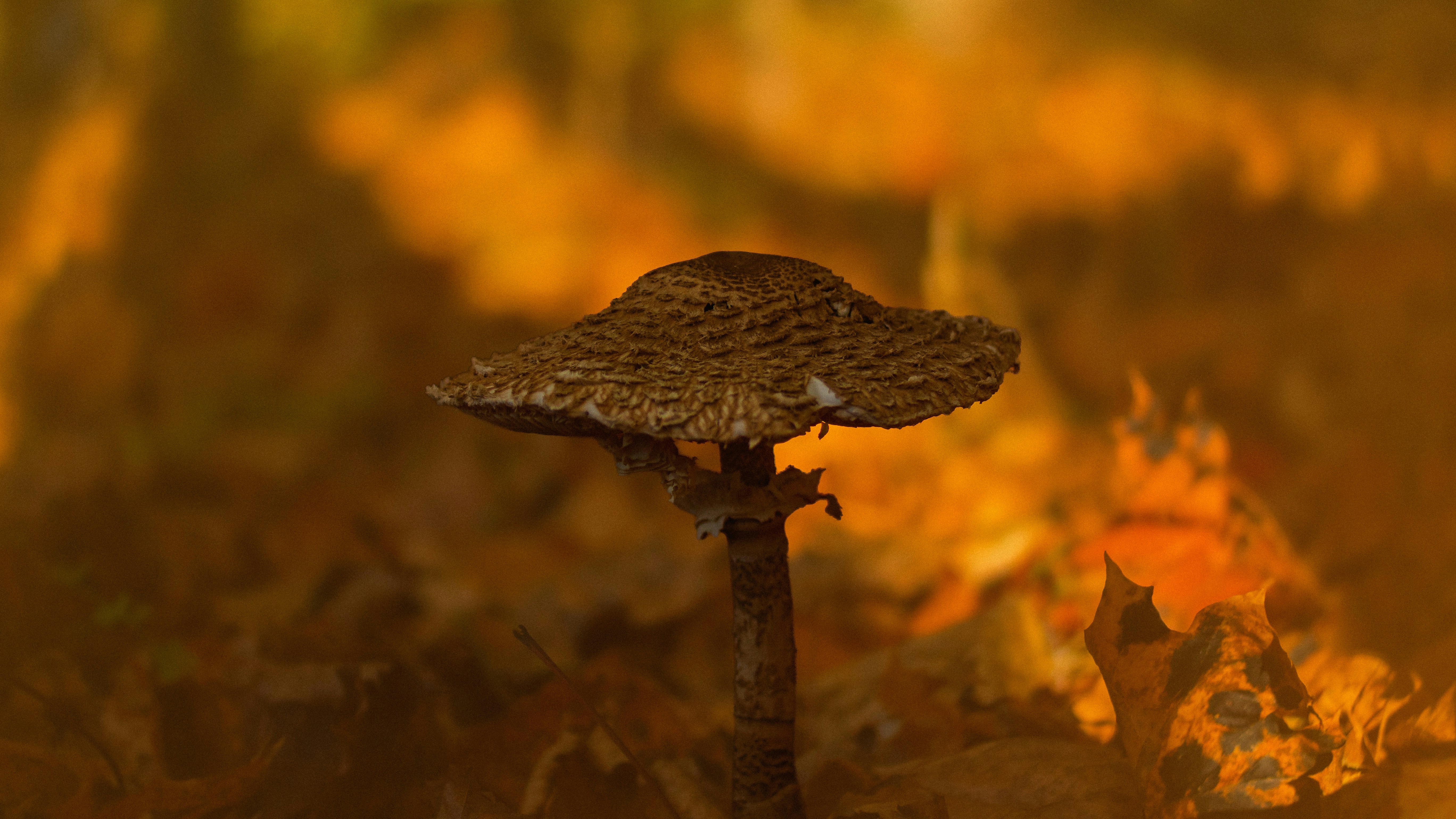 Autumn Spotlight: A Lone Shelf Mushroom in Warm Golden Light