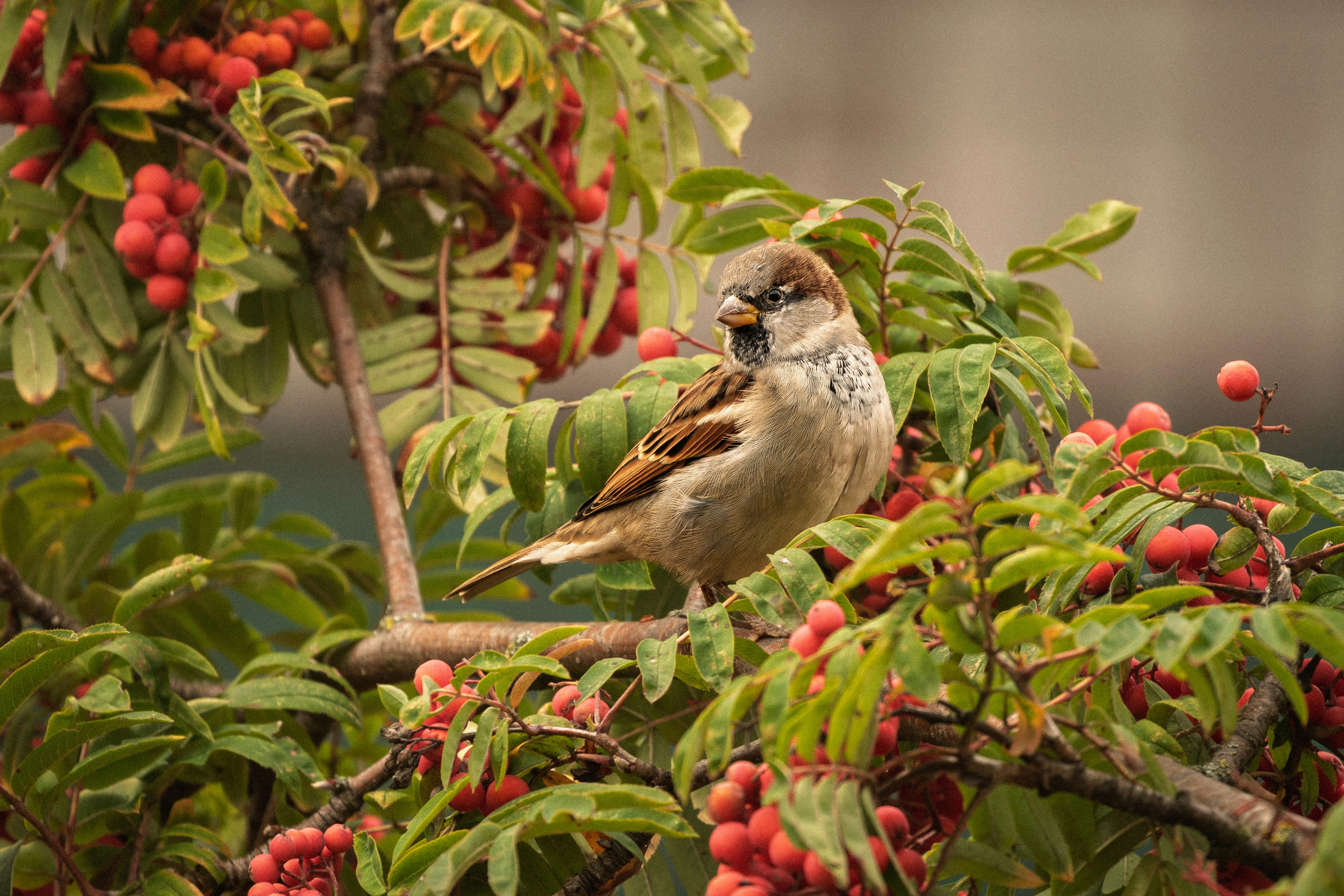 Blue-crowned sparrow perched amid red berries and green leaves