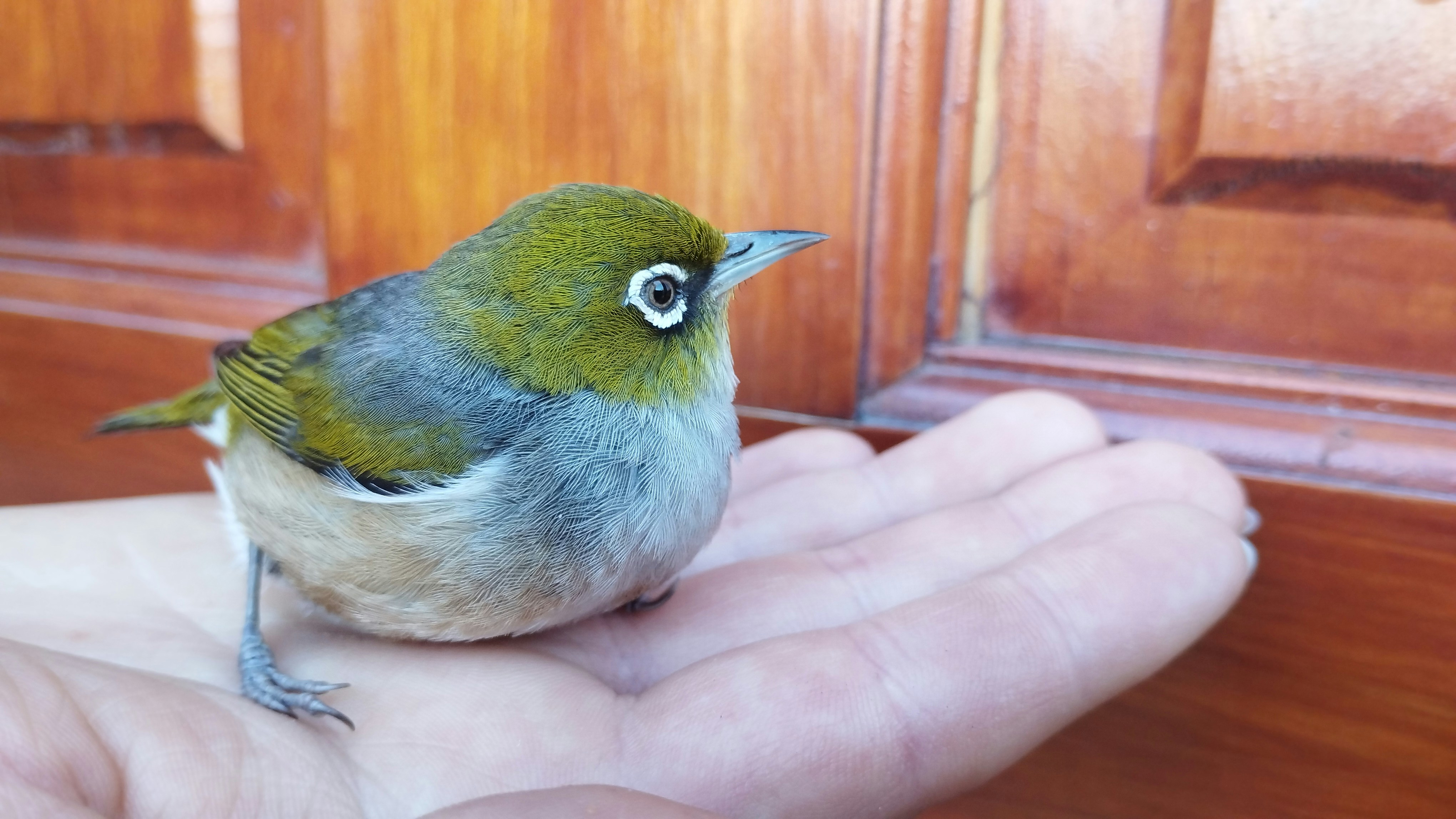 A small olive-green bird perches on a human hand, with wooden panels in the background; a concise portrait emphasizing the bird as the primary subject.