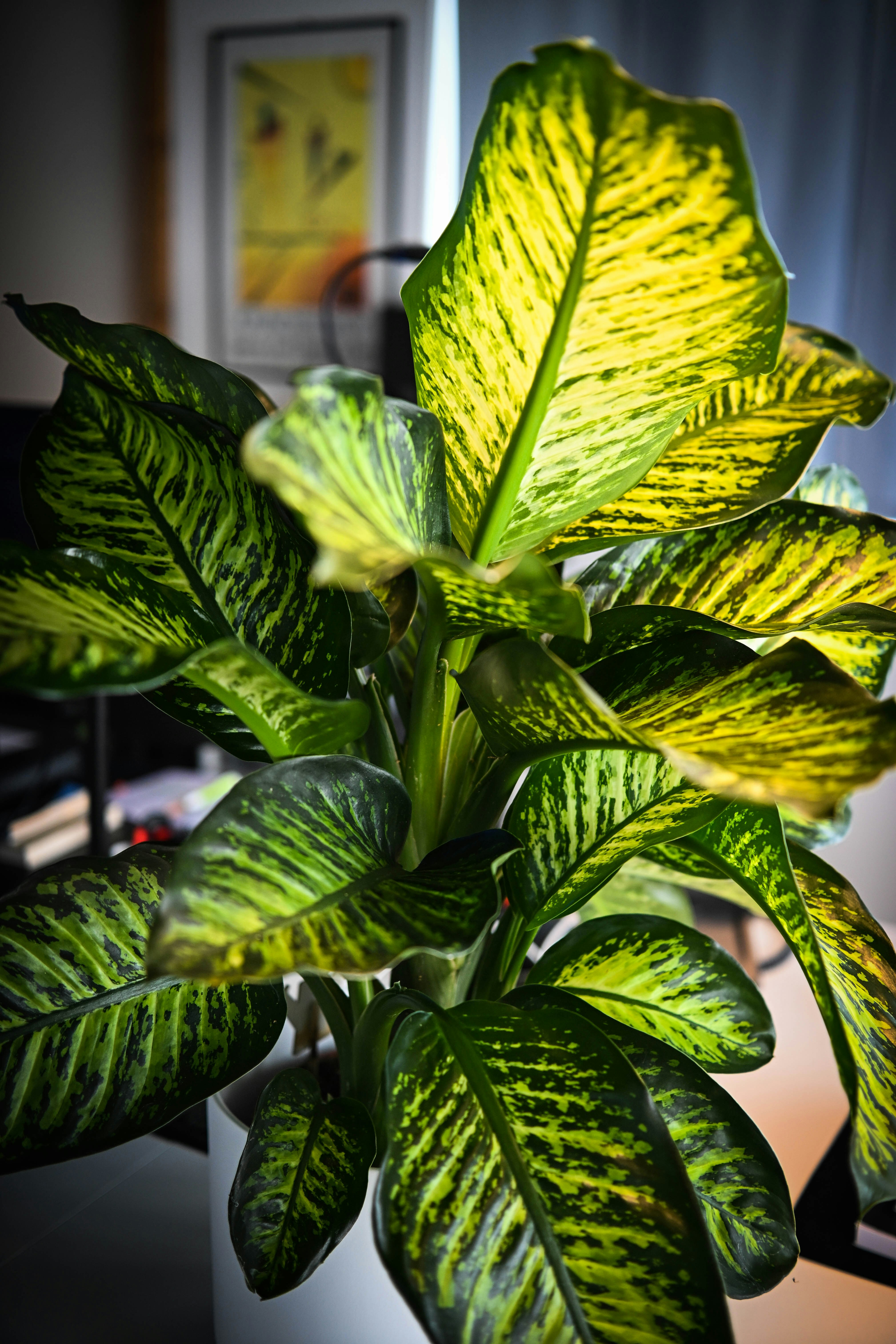 Lush variegated leaves fill the frame with bright yellow-green patterns; a potted plant sits indoors, details and color pop highlighted.