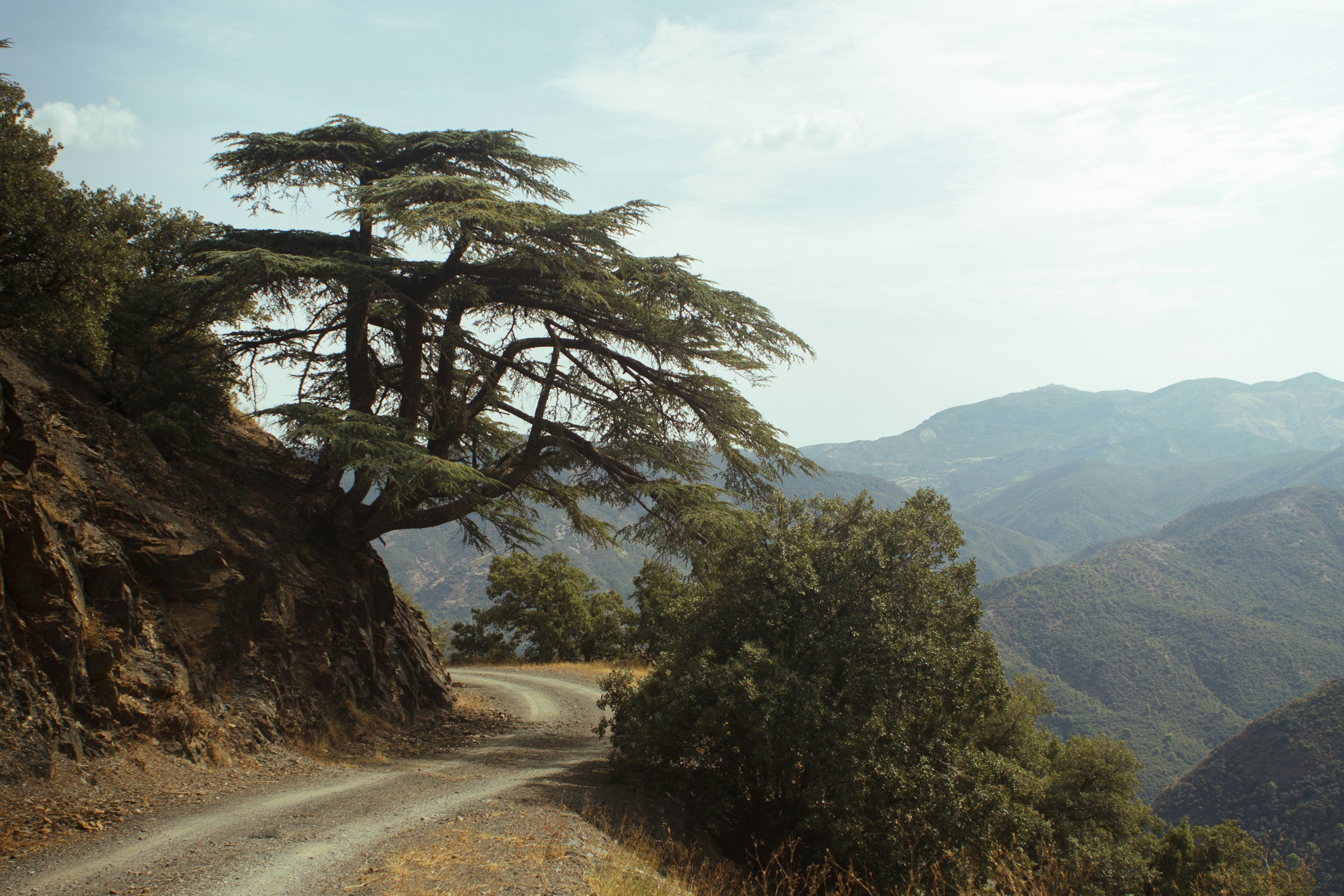 Lone Cedar Over the Cliff: A Winding Trail Beneath a Weathered Branch