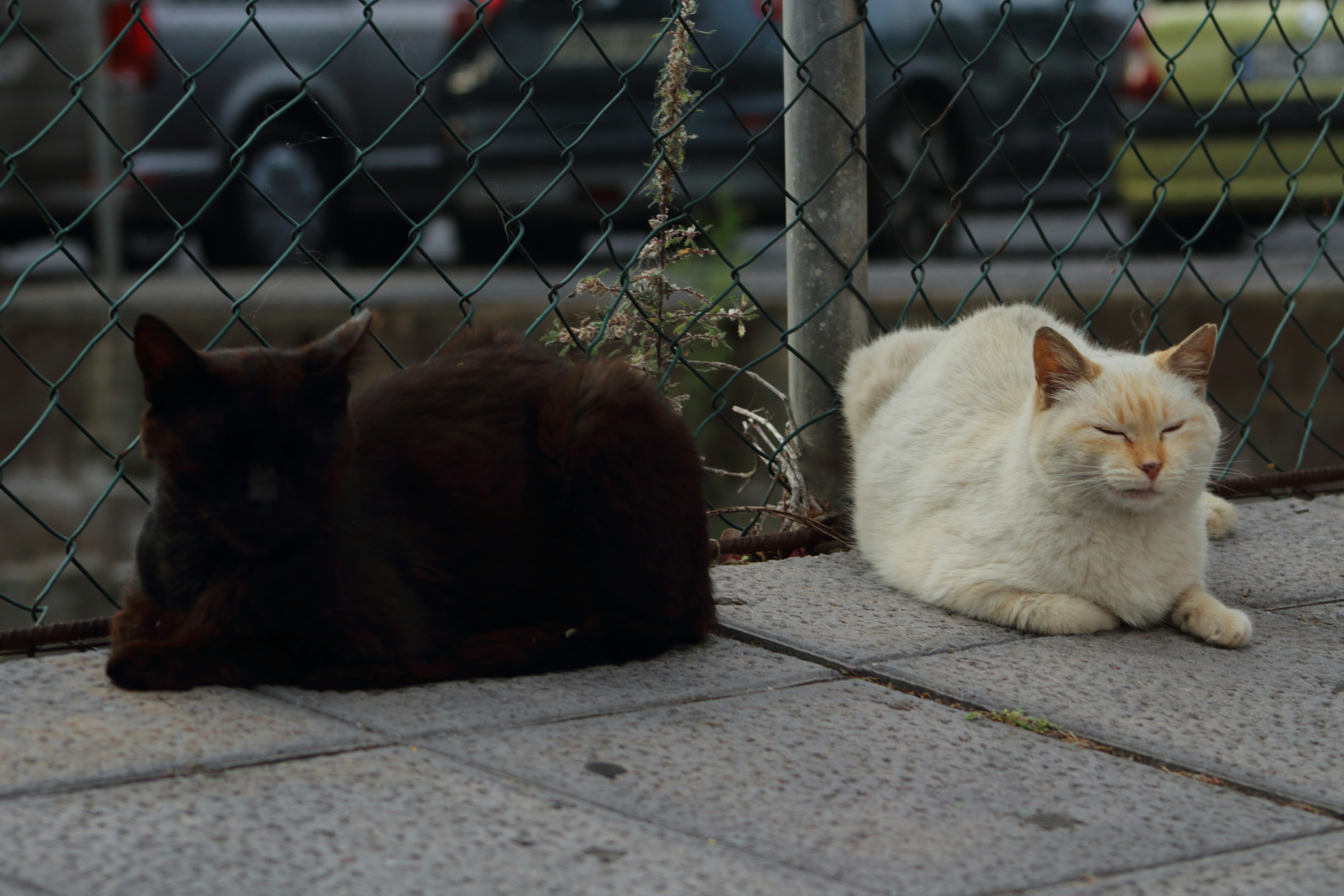 Two Cats at the Fence: Quiet Contrast of Shadow and Light