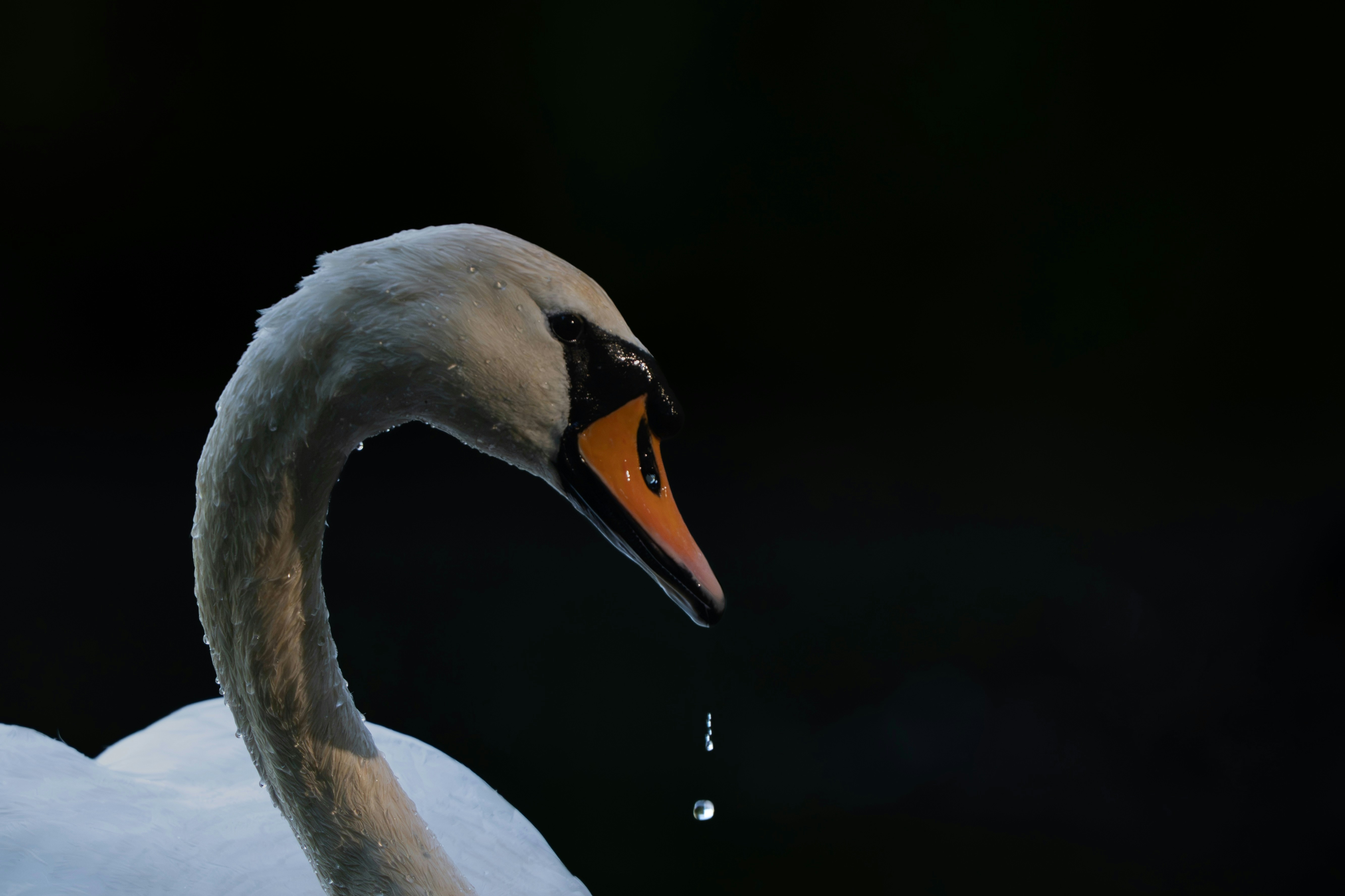 White swan with curved neck and dripping beak against dark background; emphasis on calm water droplets and subtle lighting. Logo-free wildlife portrait.