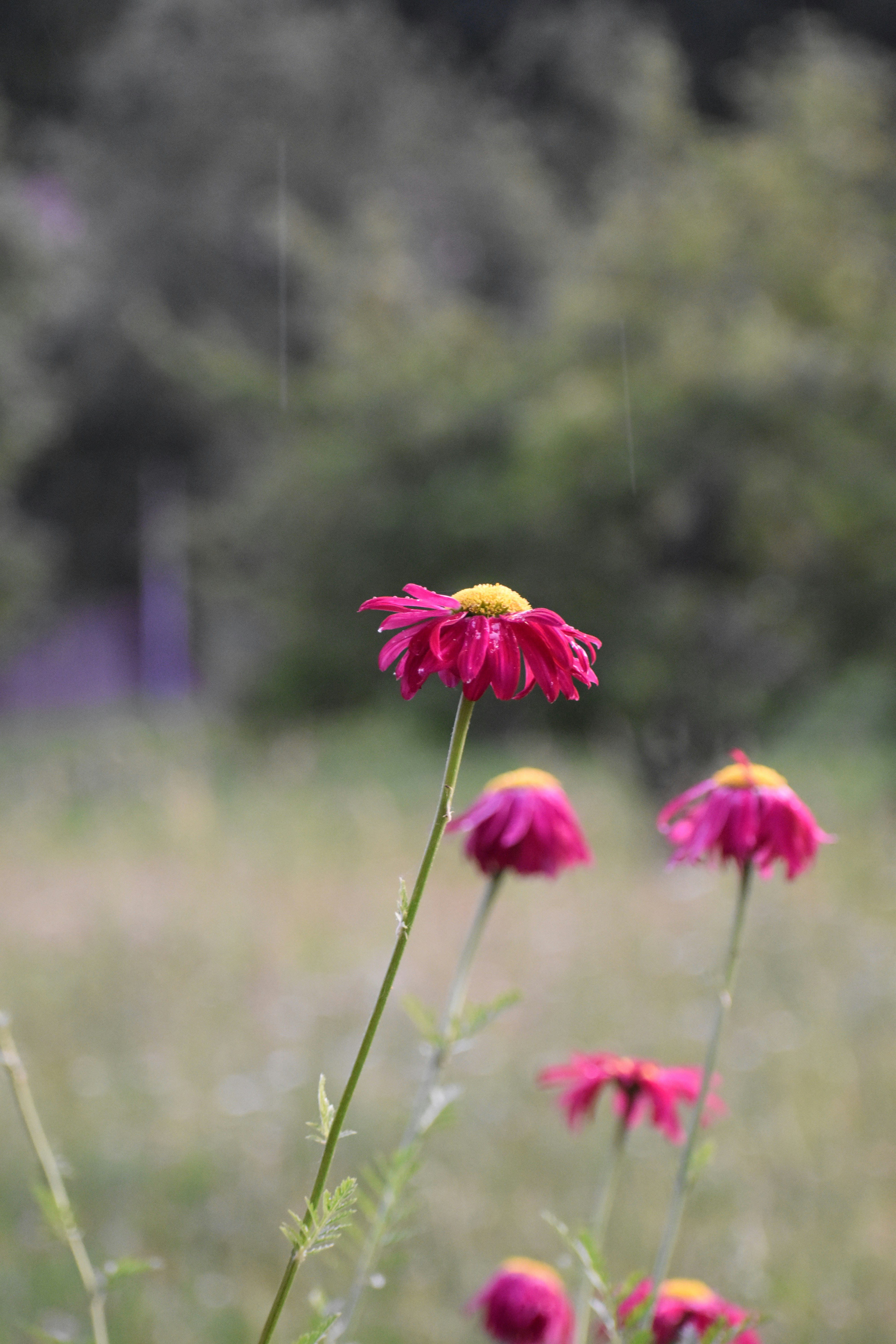 Pink Coreopsis in a Sunlit Meadow