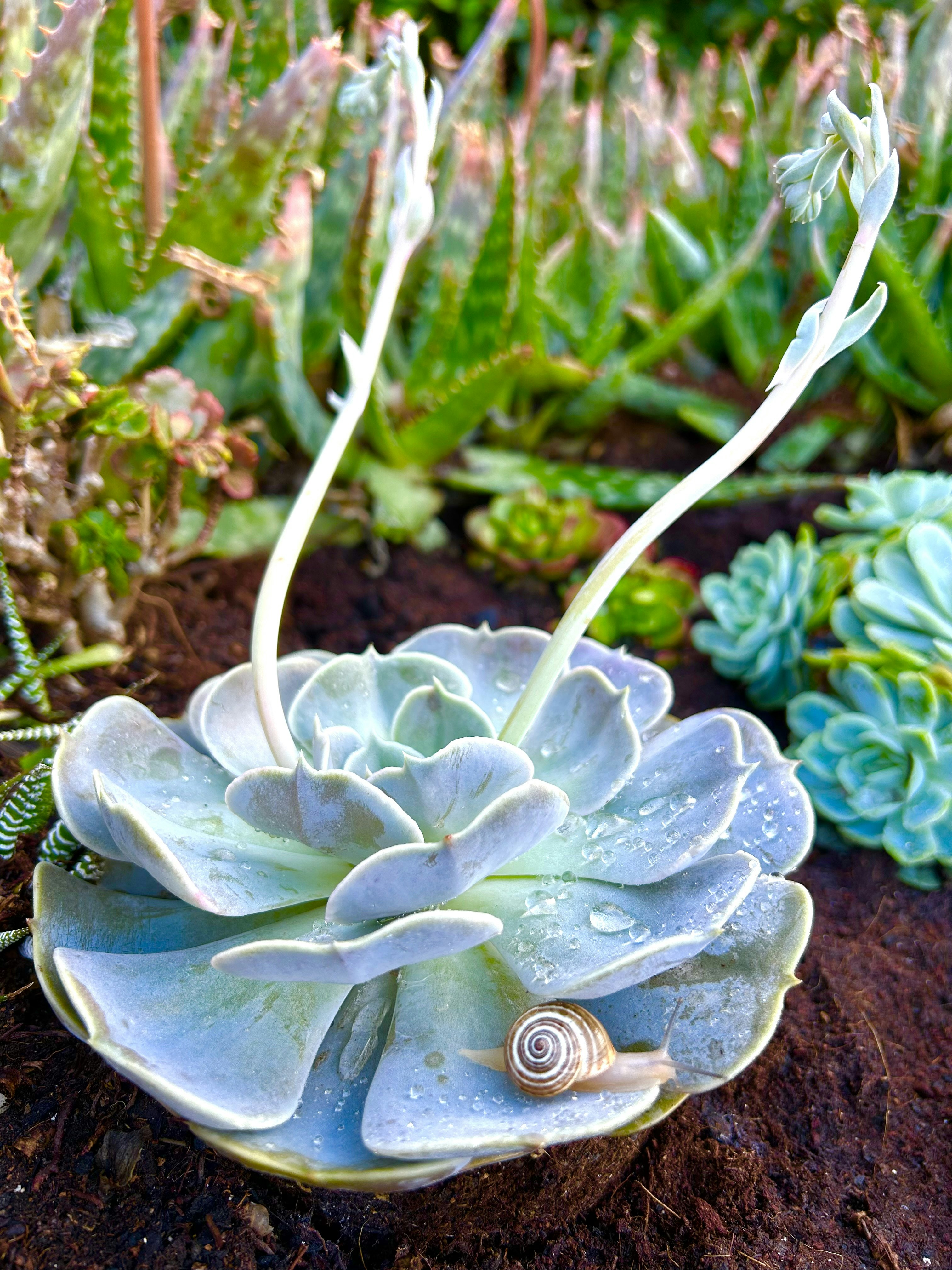 A Moonlit Pleat: A Bordered Succulent World