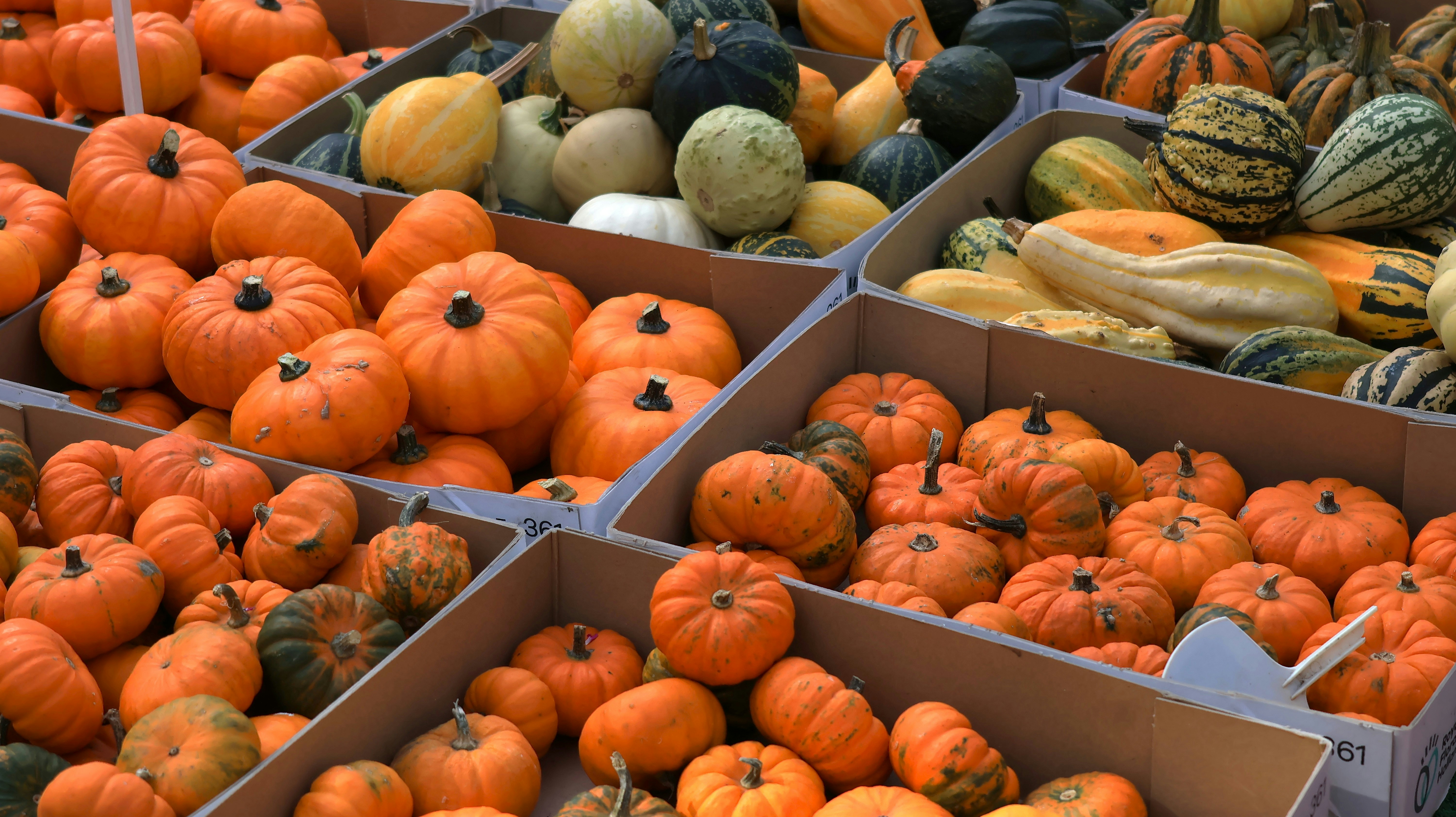 Vibrant pumpkins arranged in cubed crates create a colorful market display. A close composition emphasizes texture and abundance of small and medium gourds in varying orange hues.