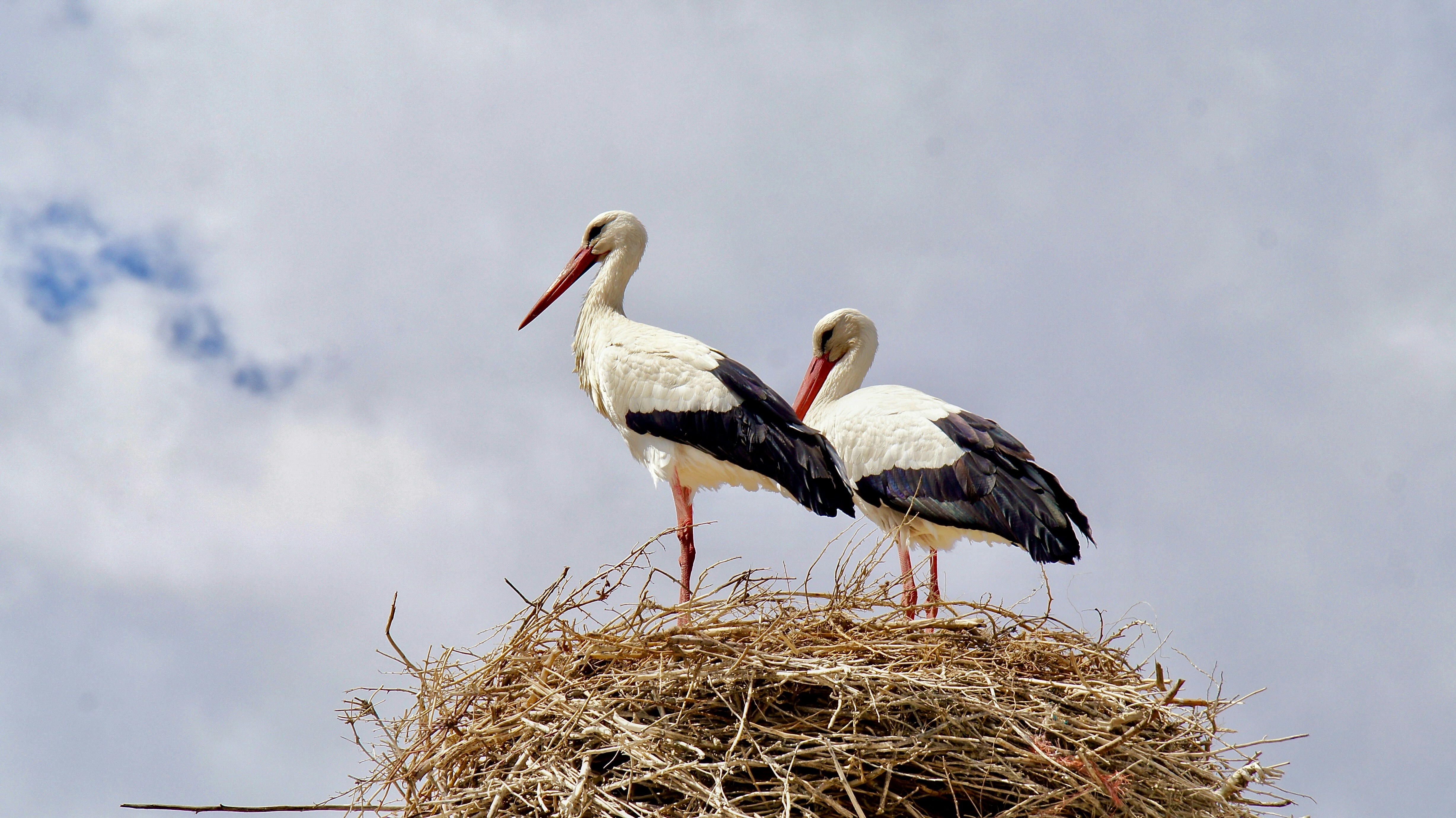 Two white storks stand atop a large nest against a cloudy sky, highlighting their striking plumage and long red beaks. The scene emphasizes wildlife in a natural, open-air setting.