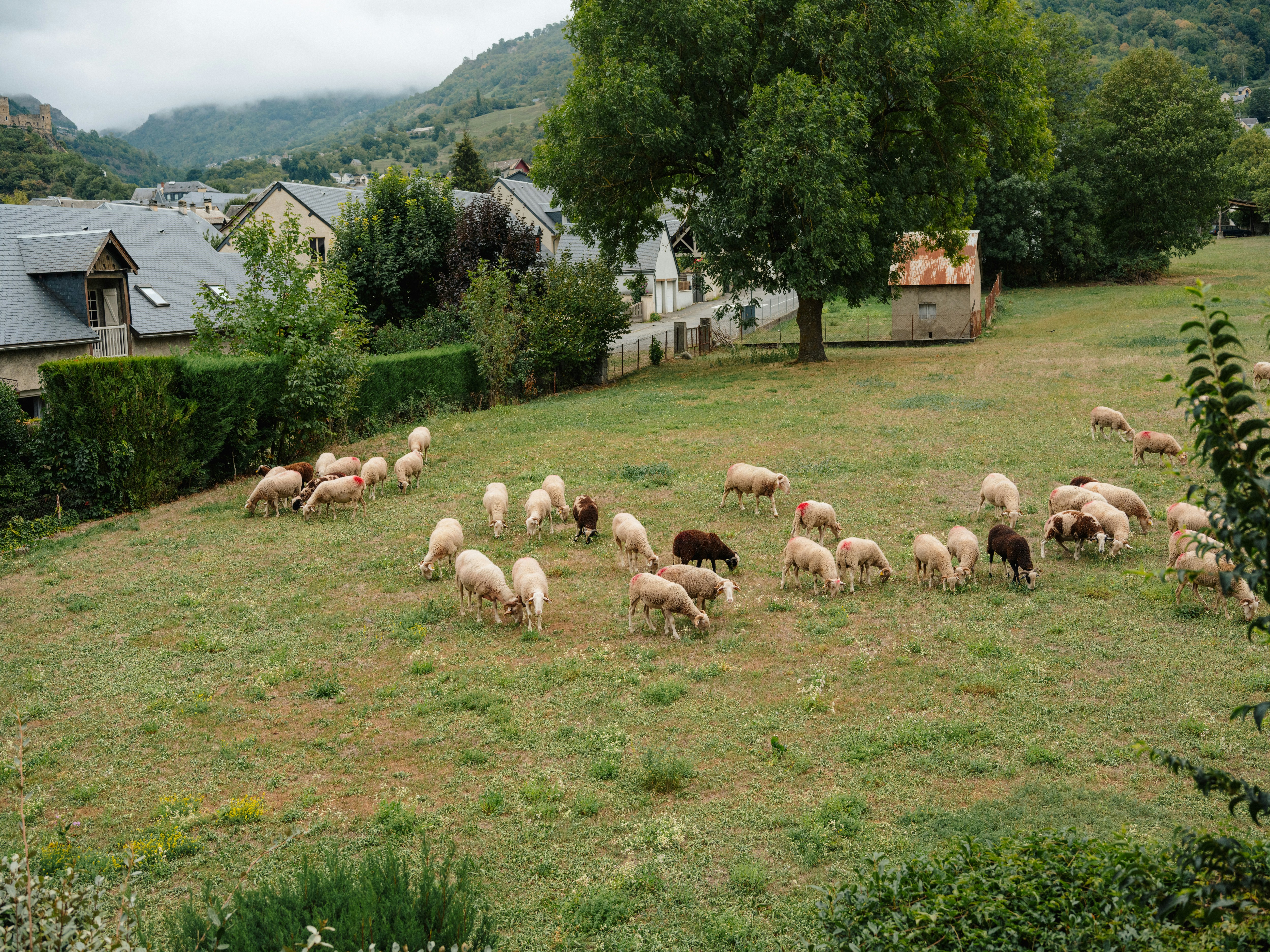 Pasture of Gentle Herds Under a Quiet Village
