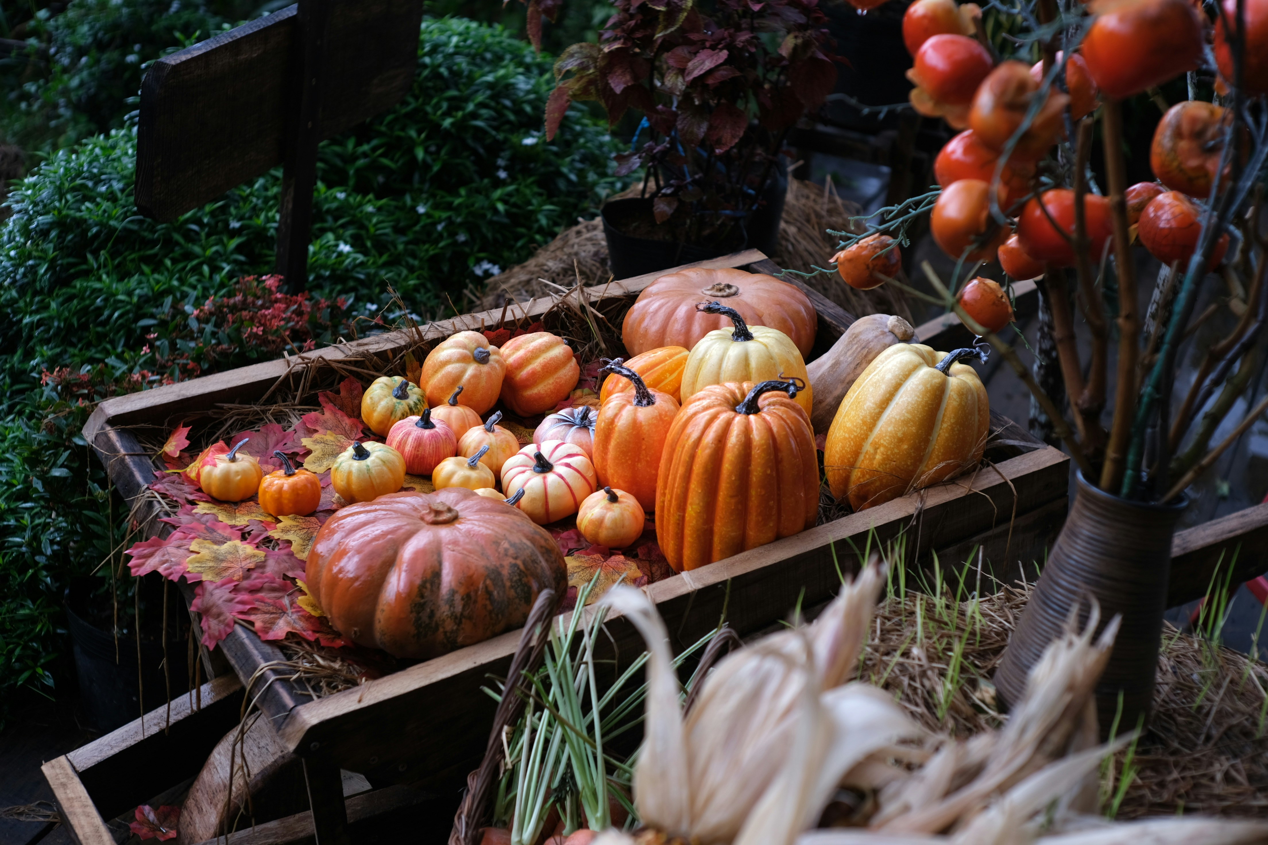 Autumn Harvest: Pumpkin Still Life in a Wooden Display