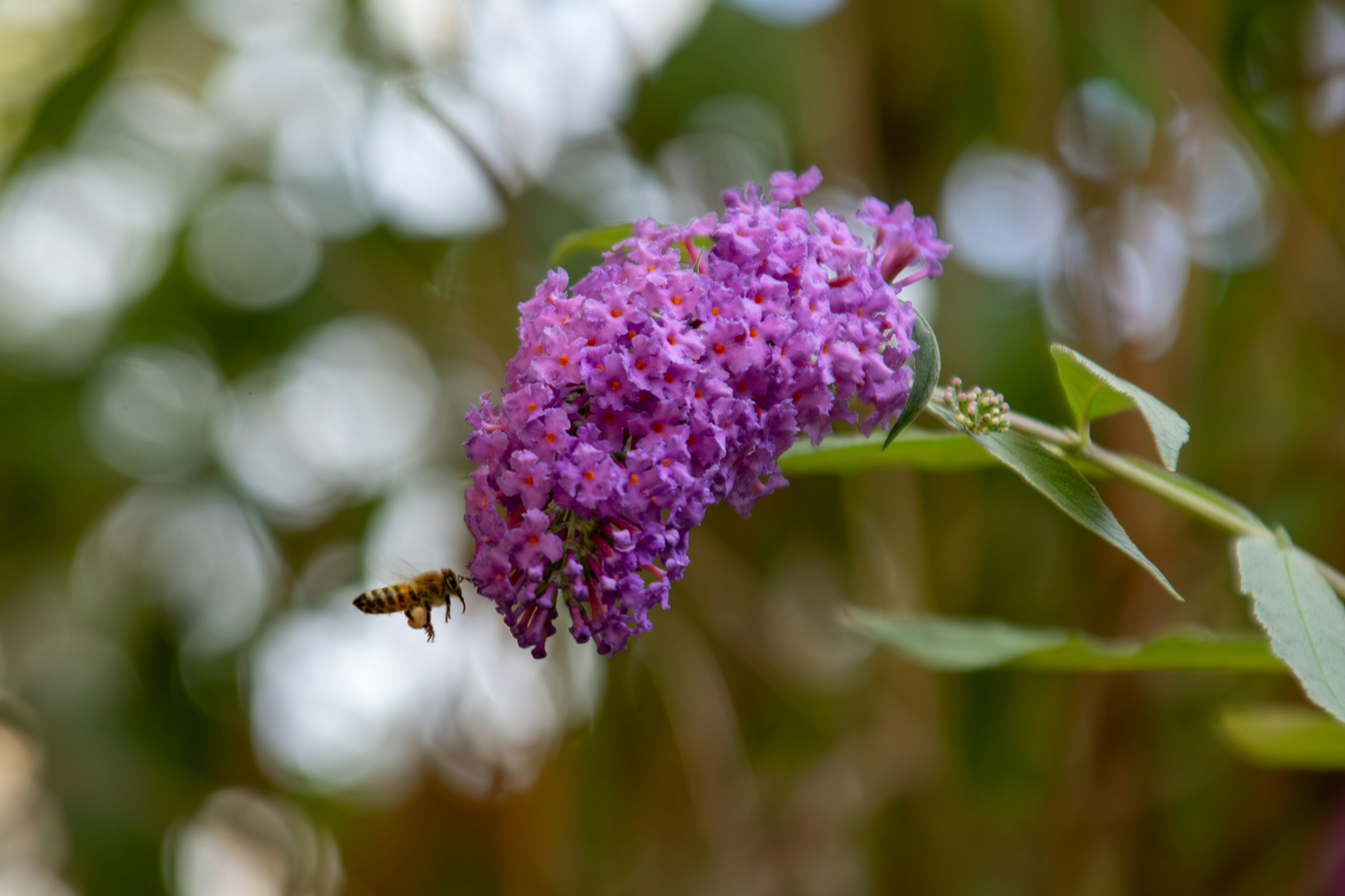 Pollinous Descent: A Bee Seeks Nectar from a Violet Drift