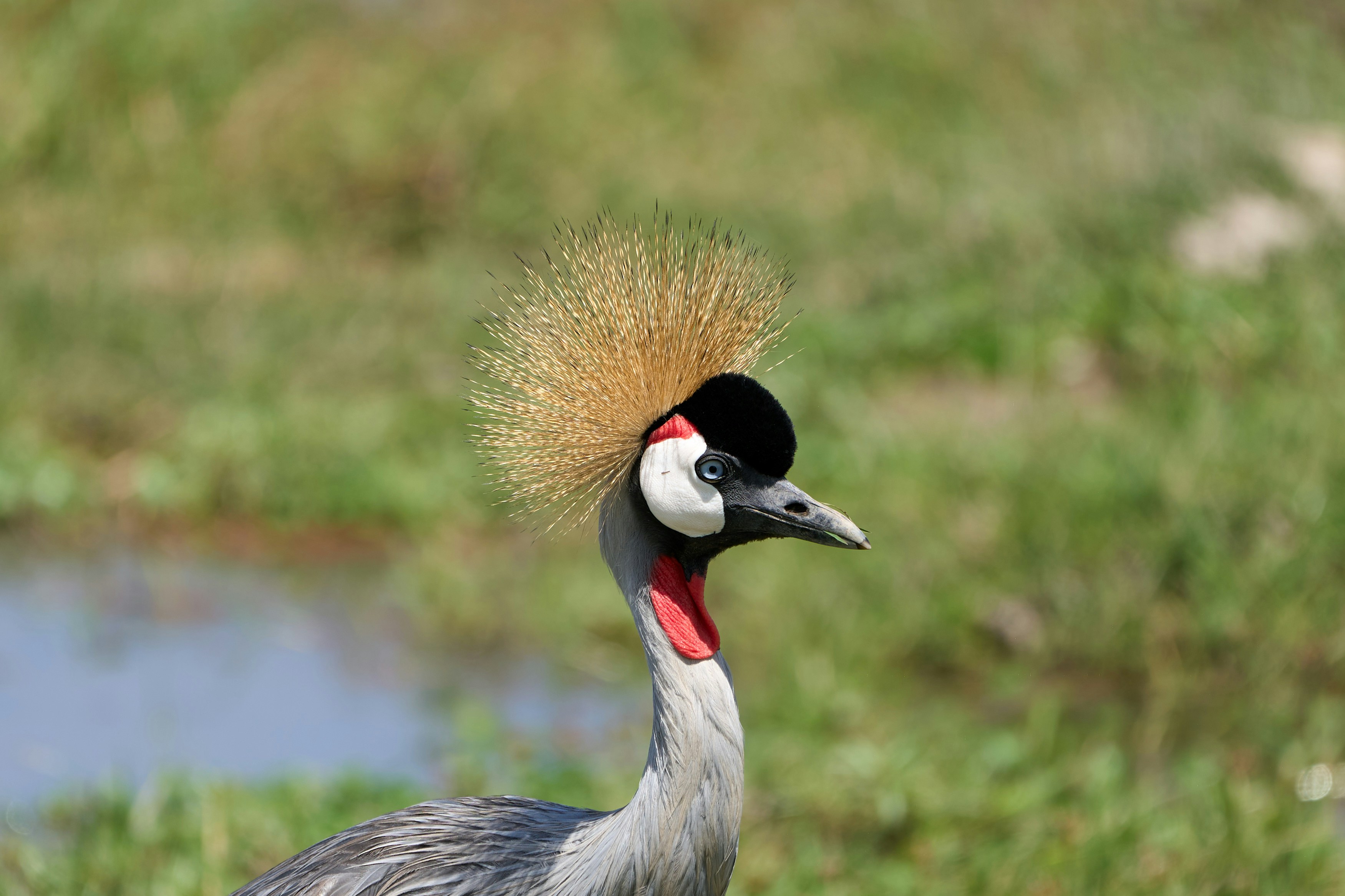 Crowned crane with golden crown plume in a shallow wetland, head turned slightly, crisp plumage and soft background blur.