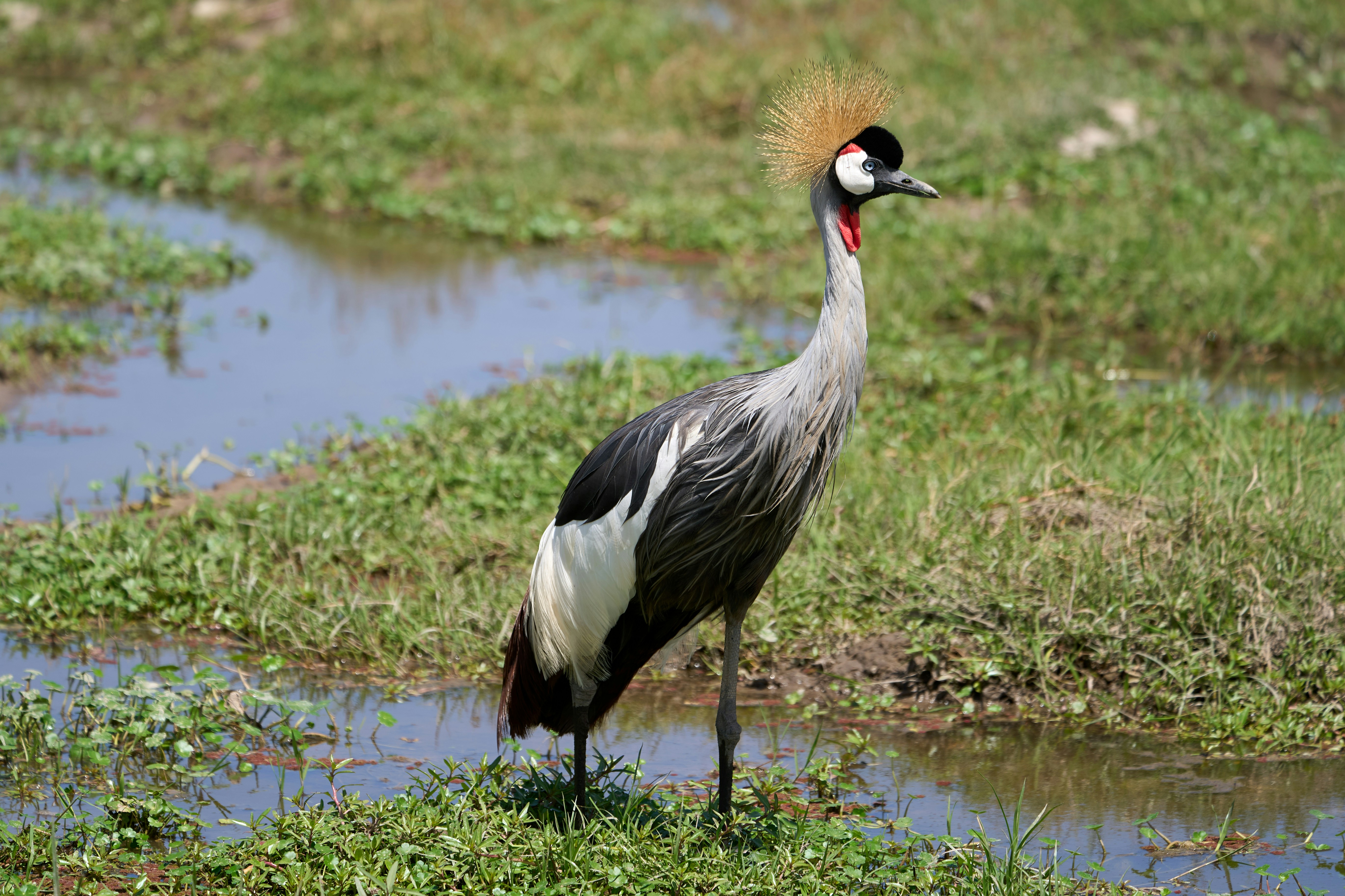 Crested Crane in Marshlight: a poised silhouette