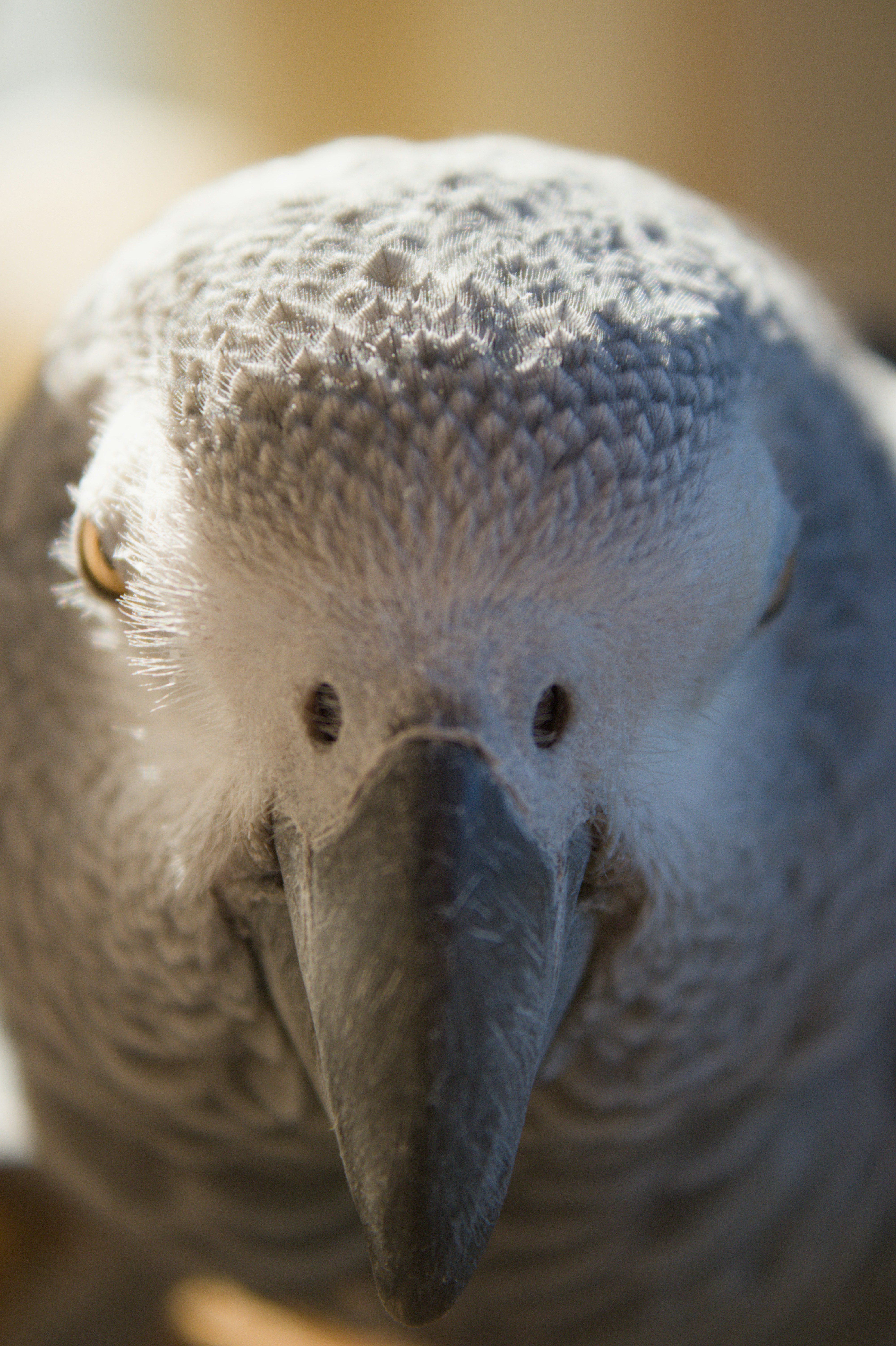 Close-up view of a parrot head with sharp focus on the beak and eye, highlighting intricate feather texture. This is a photographic capture, not a drawing or logo.
