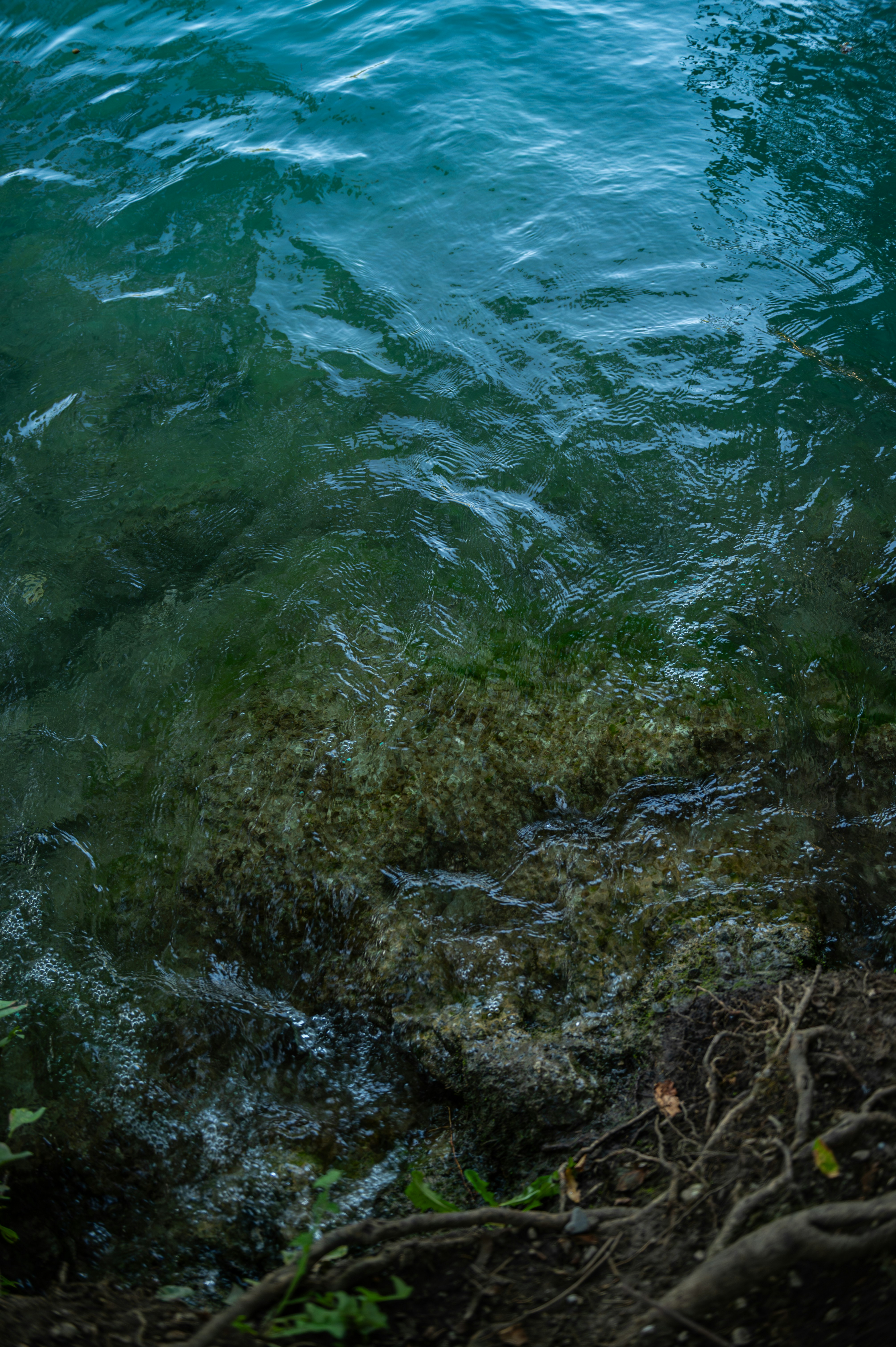 Emerald Shoreline: Tidal Layers Lapping at Tree Roots