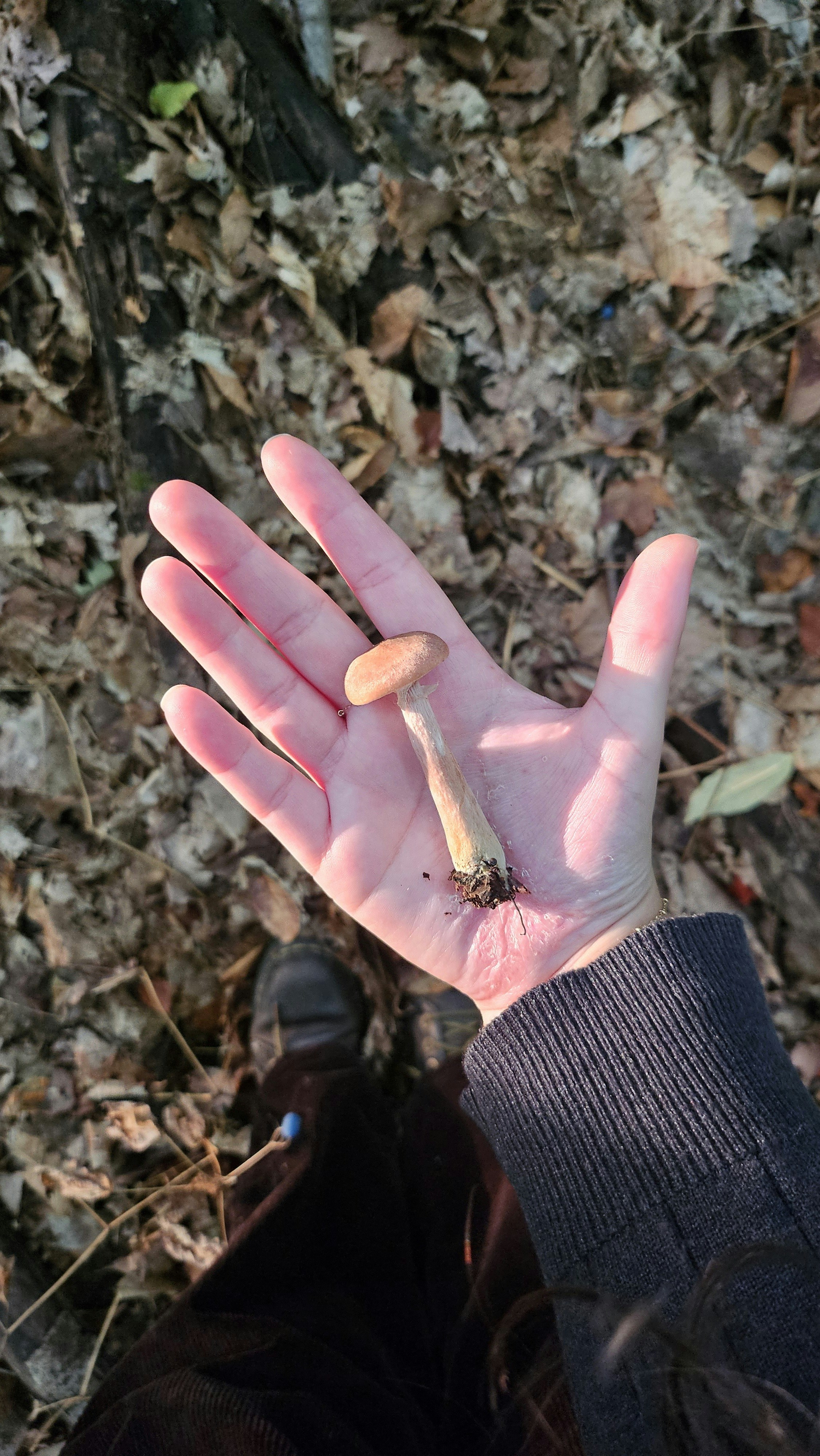 Handful of Autumn Mushroom: Tiny Fungus in a Forest Floor Spotlight