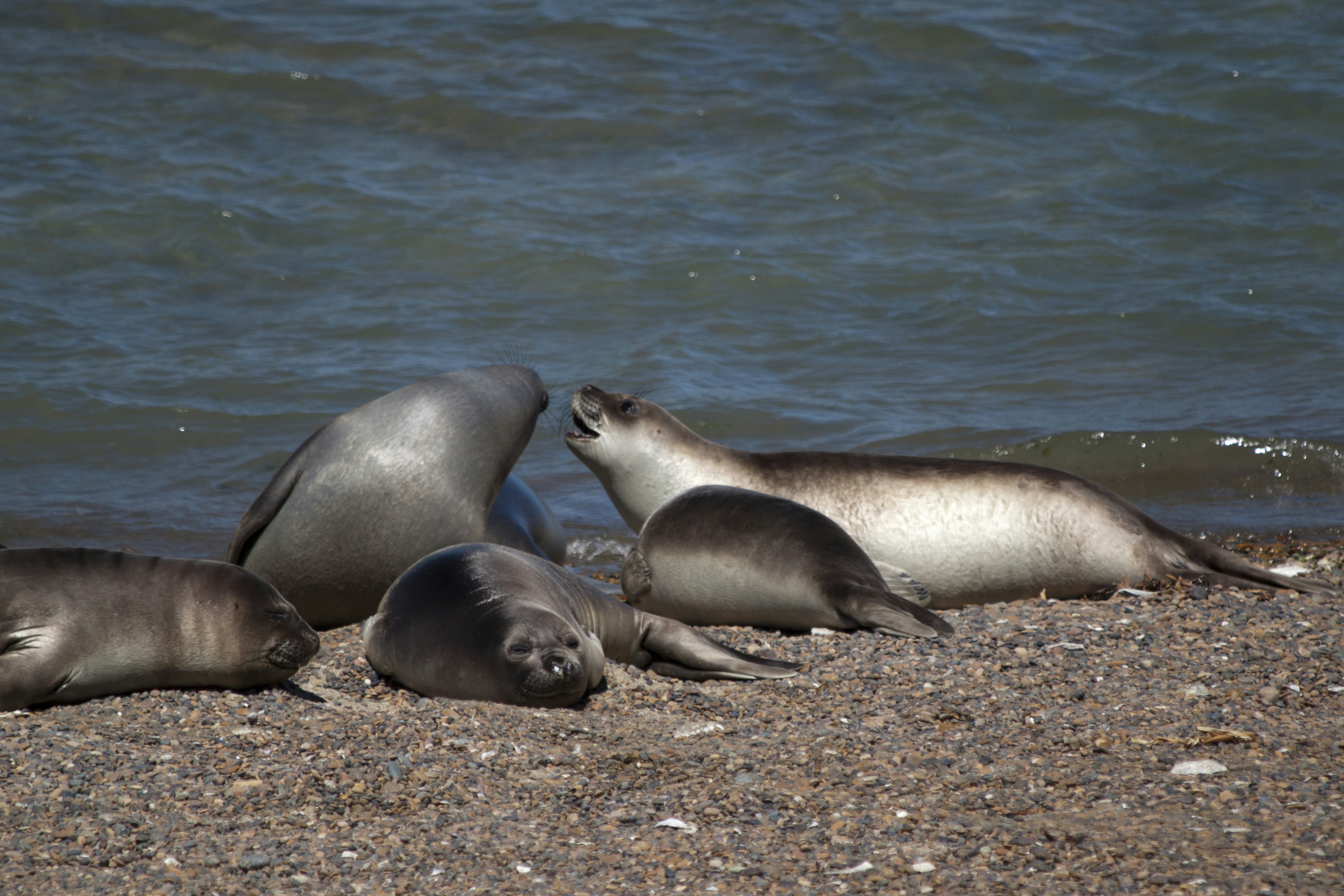 Sunlit Harbor Chorus: Seals Repose on Pebbled Shore
