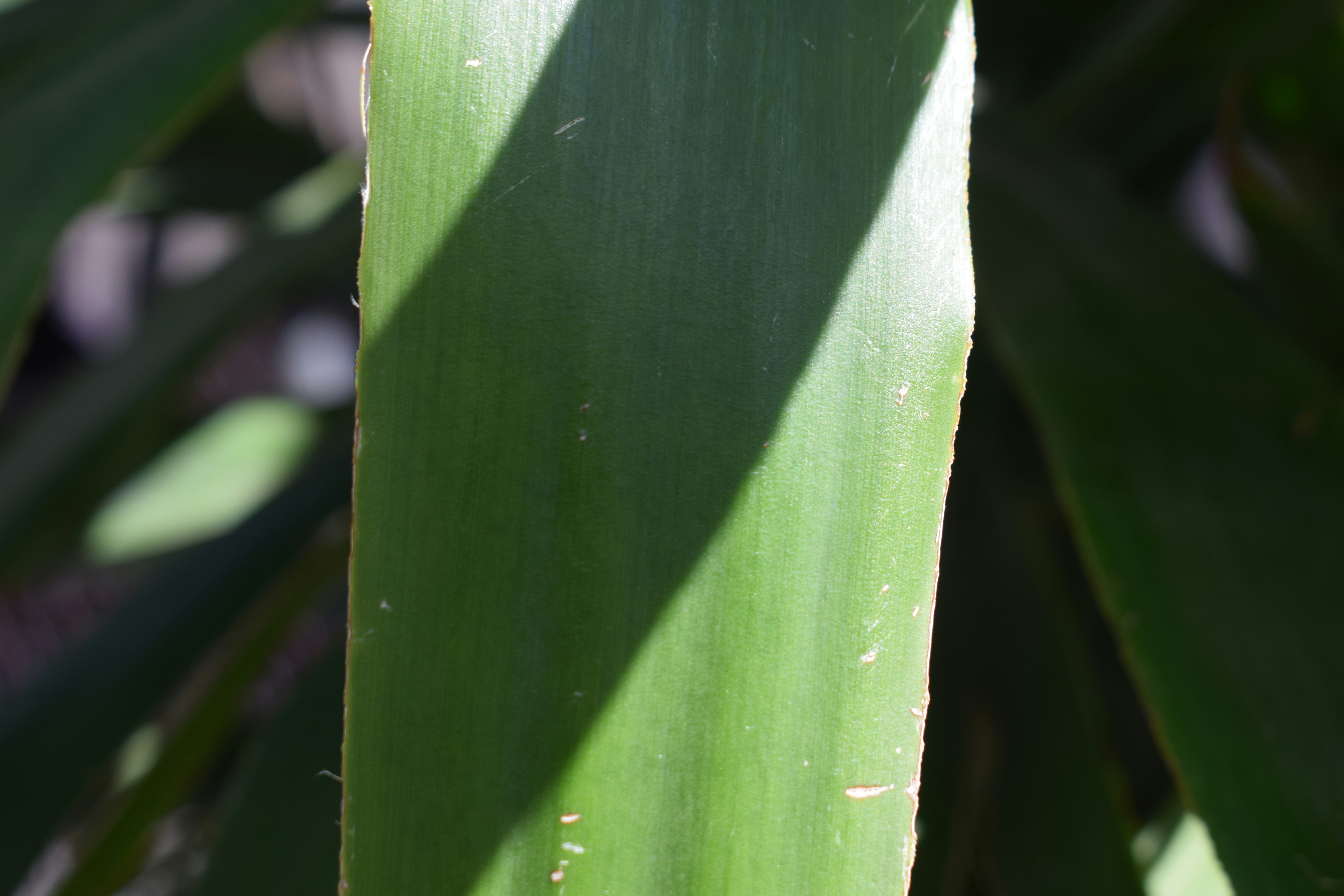 Midnight Green: A Close-Up of Dappled Leaf Texture