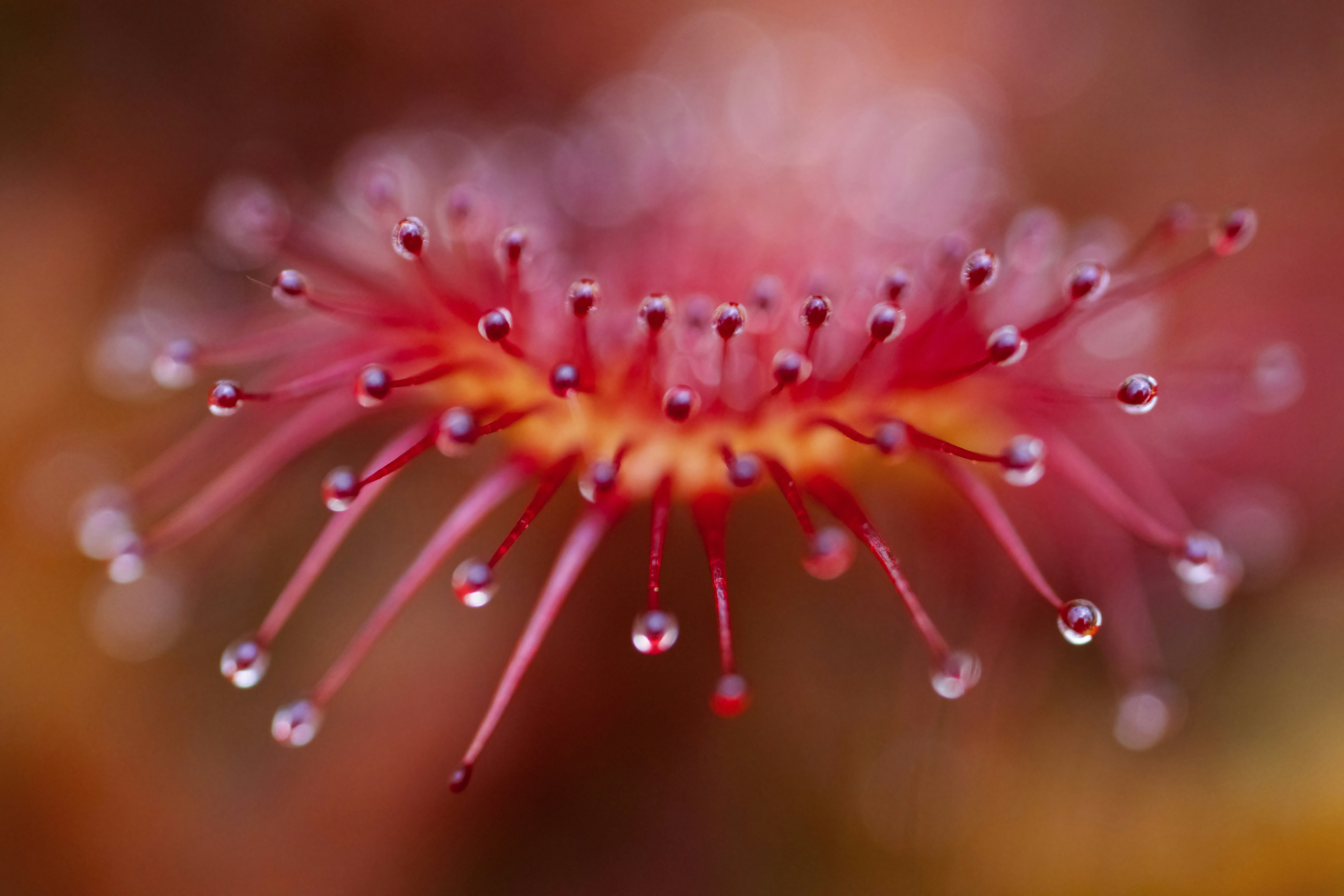 Macro shot of a red flower stamen cluster with dew droplets, emphasizing delicate filaments and glassy beads. A detailed botanical close-up, showing vivid color and soft bokeh.