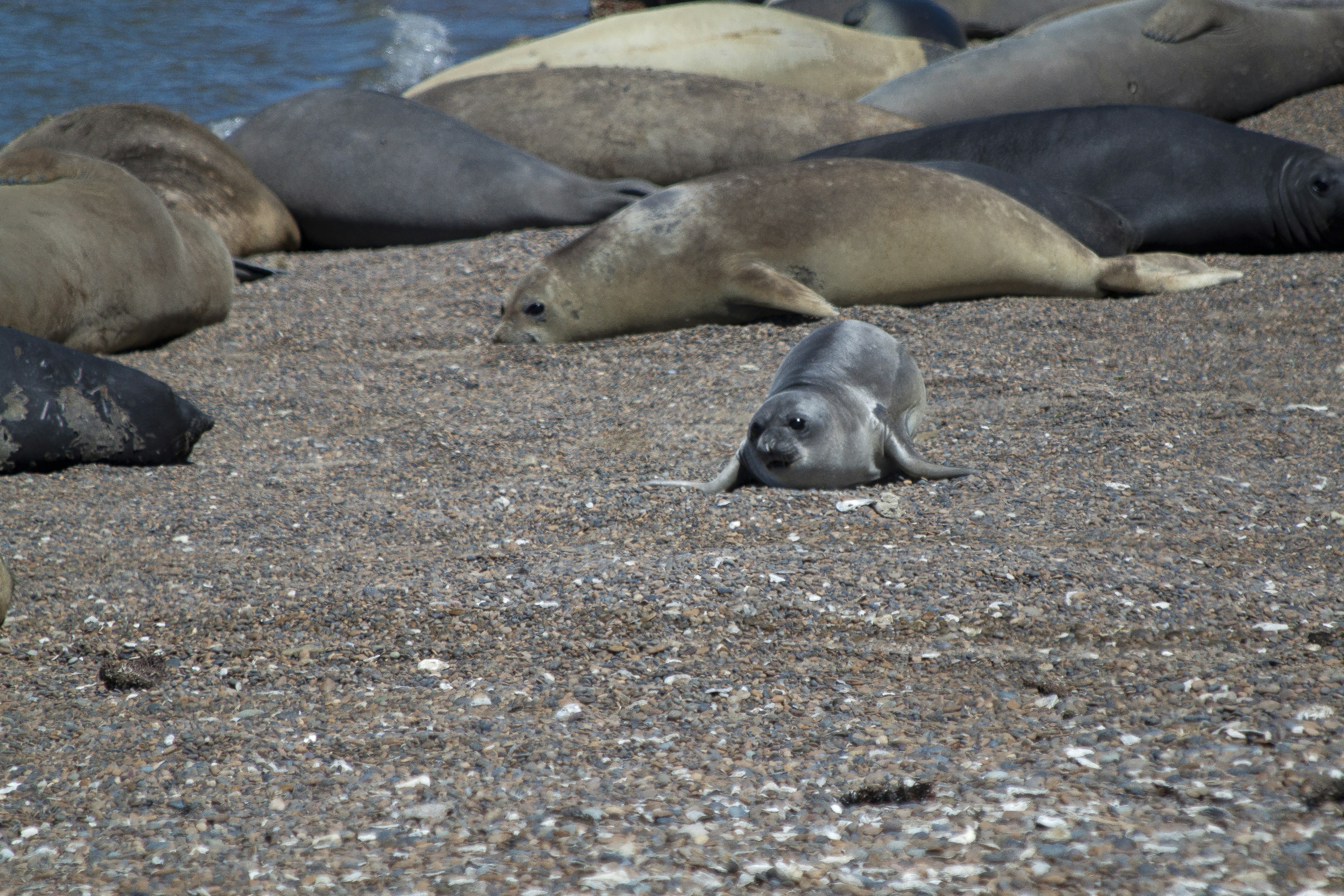 A lone seal pup peeks over the pebble shore among resting adults