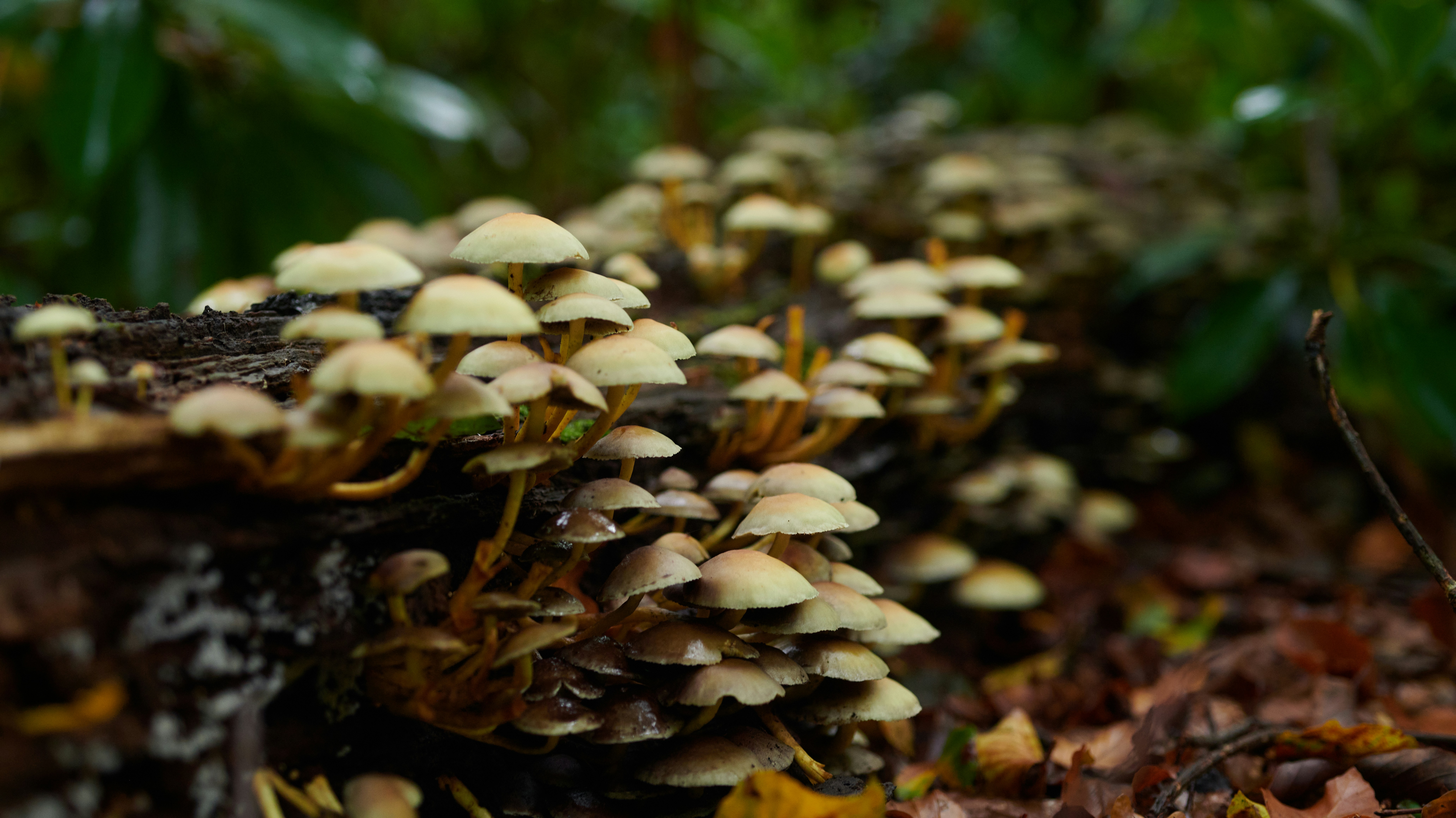Mushroom Matinee: A Quiet Cluster of Tiny Fungi on Decaying Log